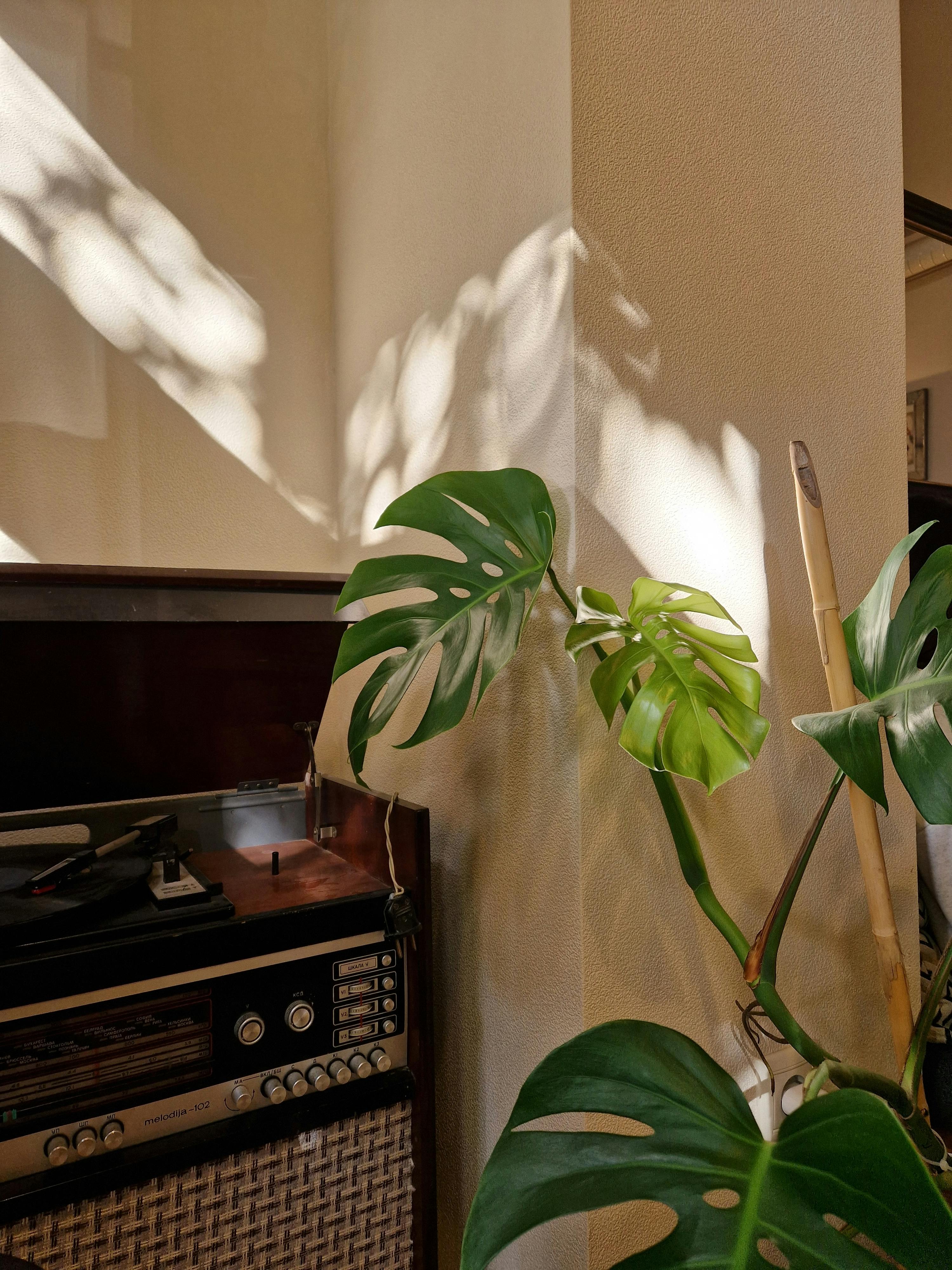 Vintage Record Player with Monstera Plant · Free Stock Photo
