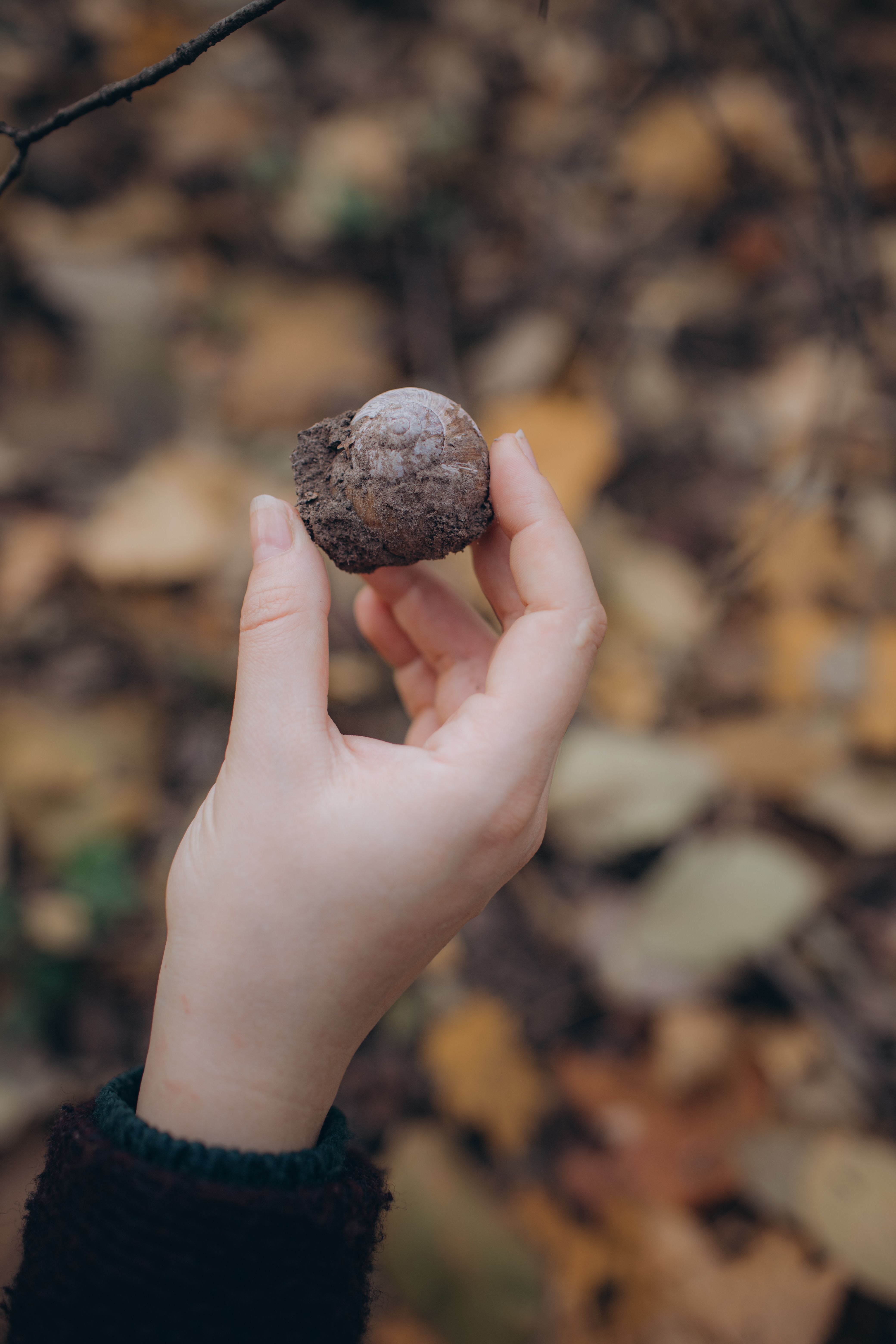 Hand And Nut Photos, Download The BEST Free Hand And Nut Stock Photos ...