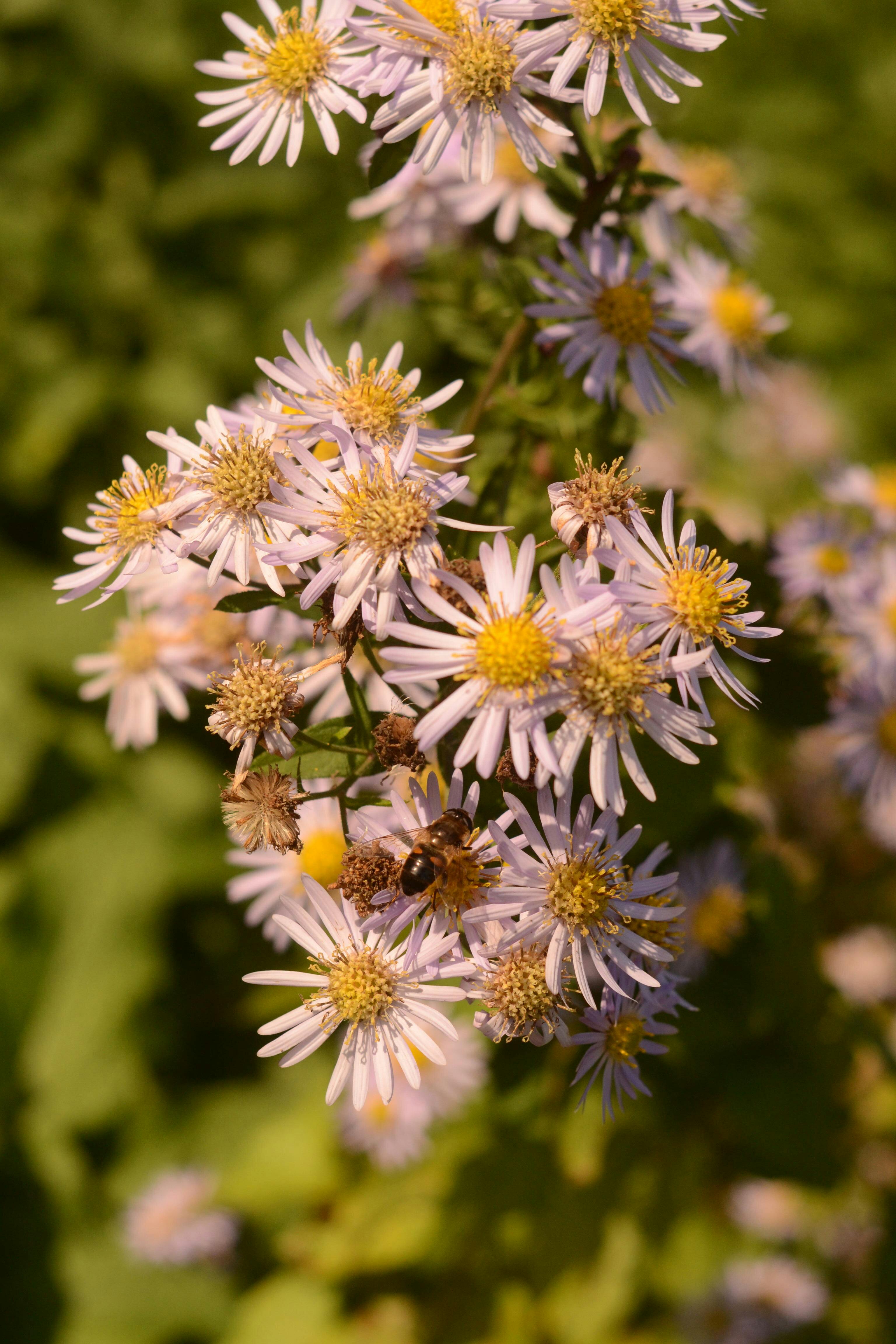 Bee Pollinating Wildflowers in Dutch Park · Free Stock Photo