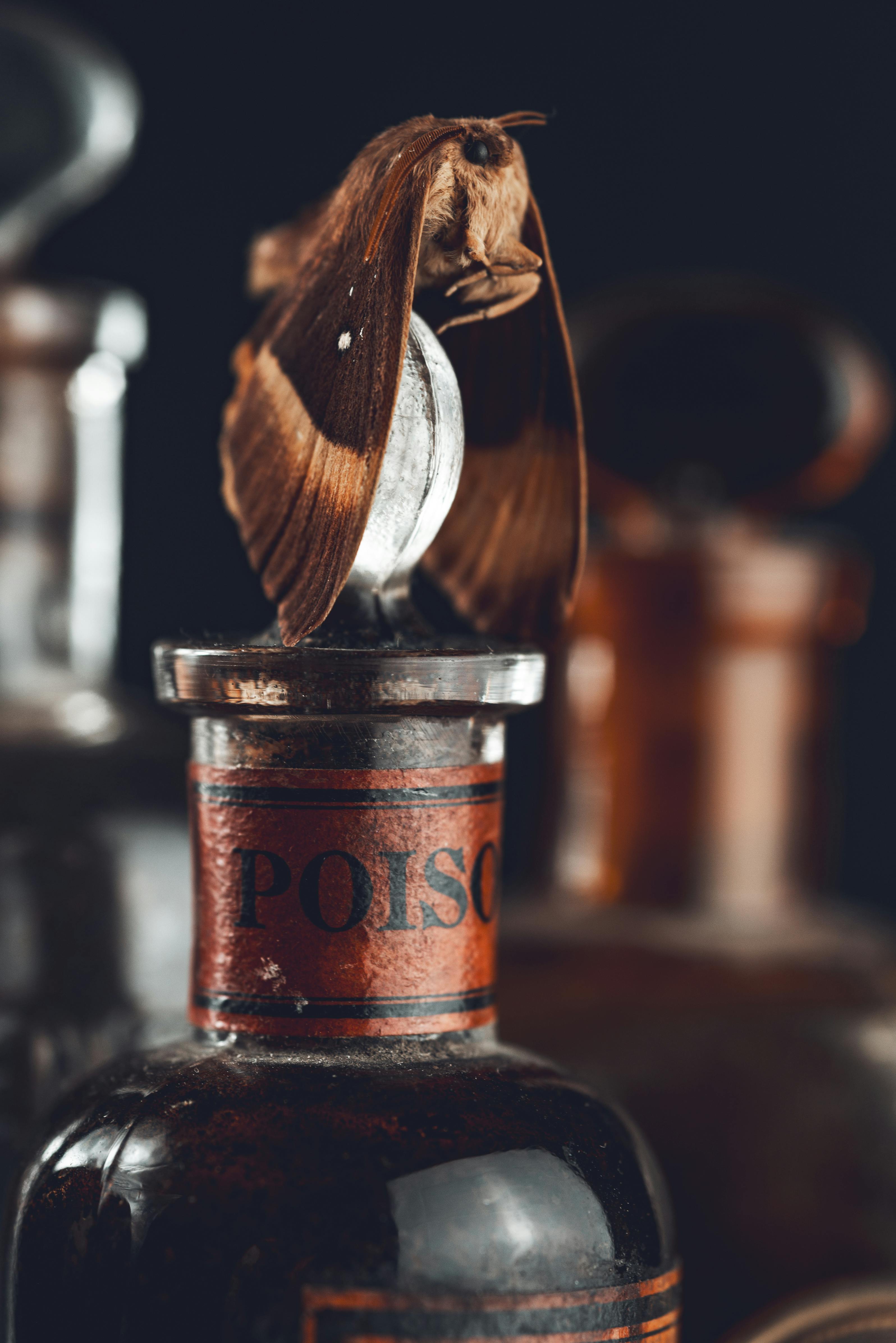 Moth Resting on Vintage Poison Bottle · Free Stock Photo