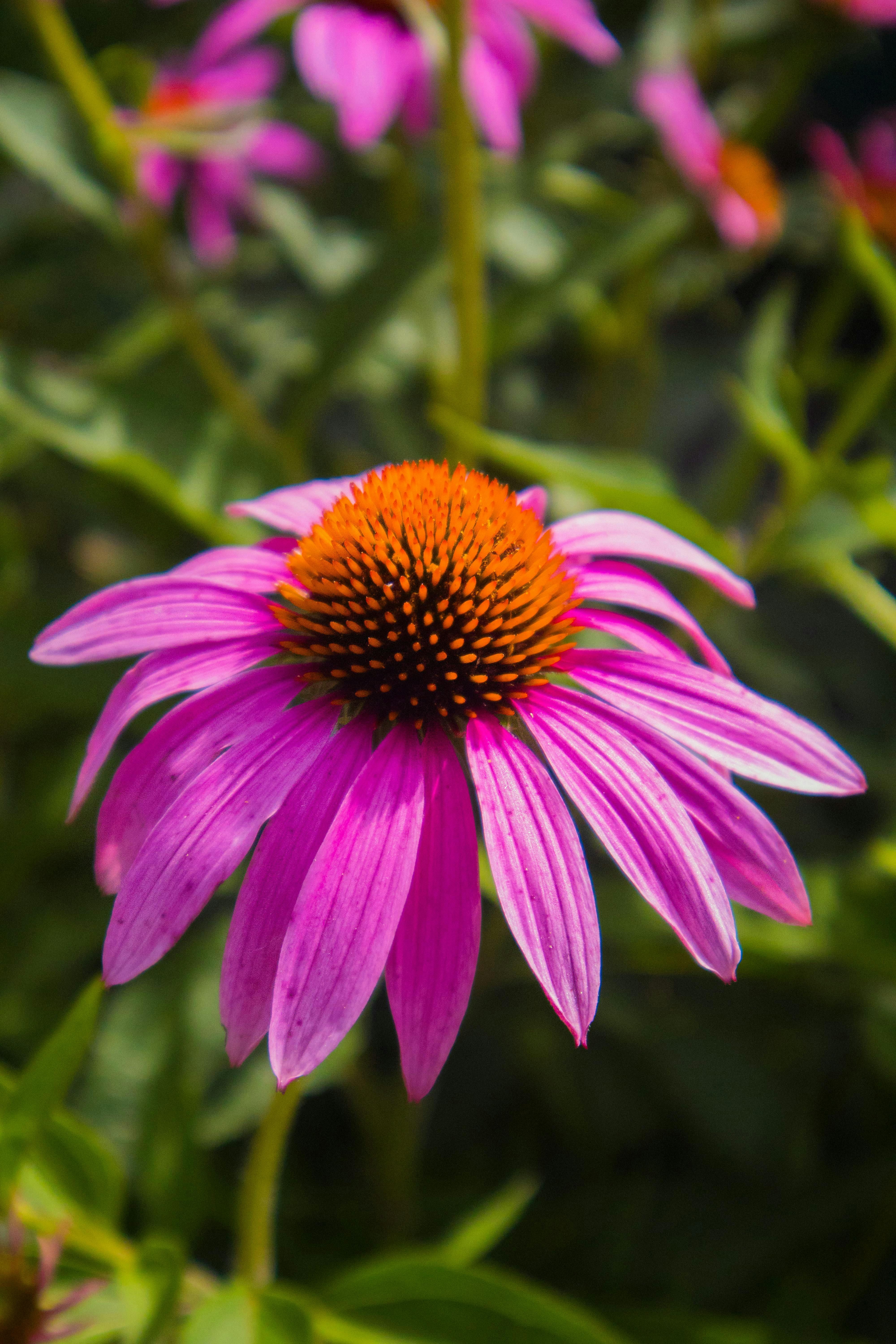 Vibrant Purple Echinacea Coneflower in Bloom · Free Stock Photo