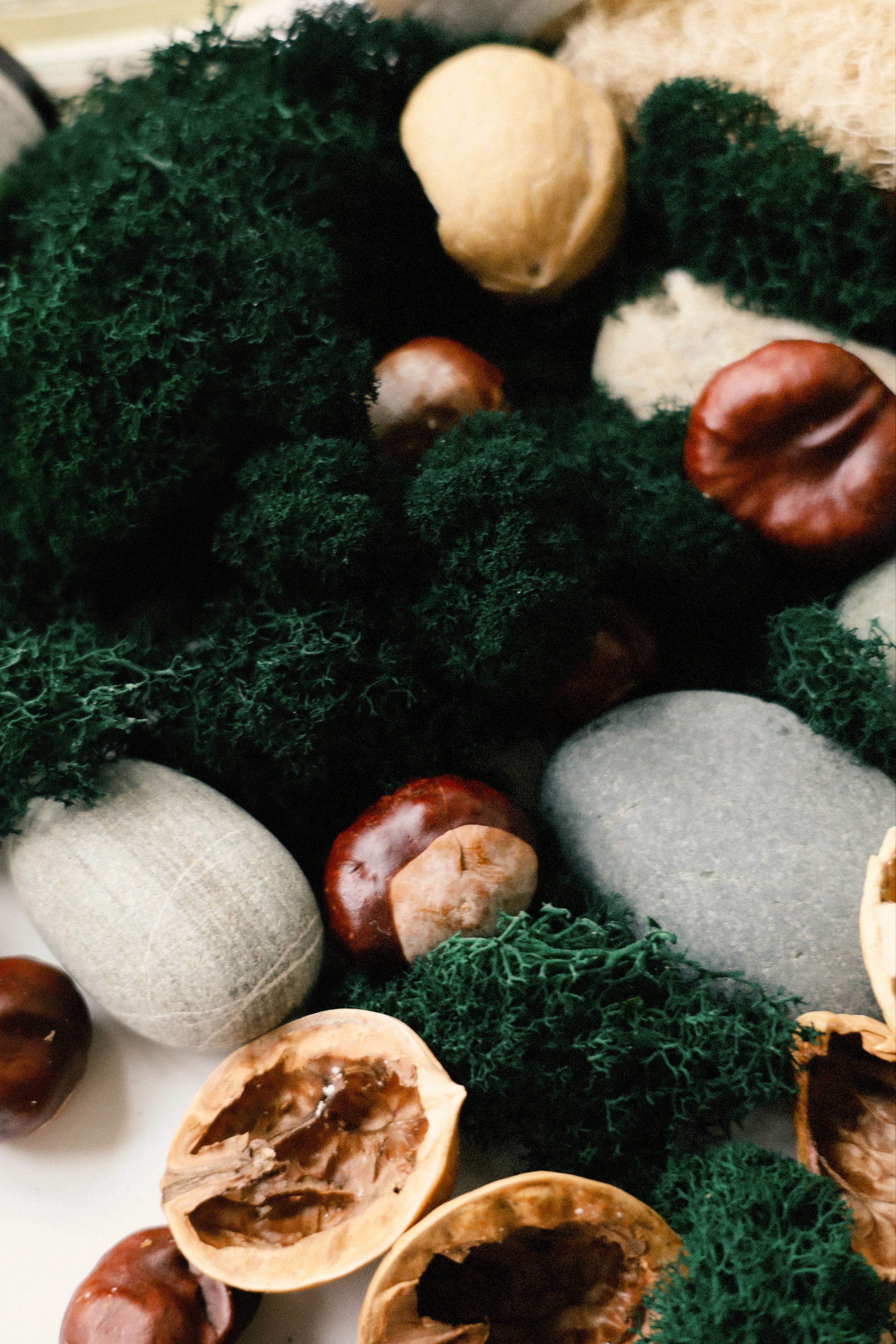 Natural Arrangement of Nuts, Stones, and Moss · Free Stock Photo