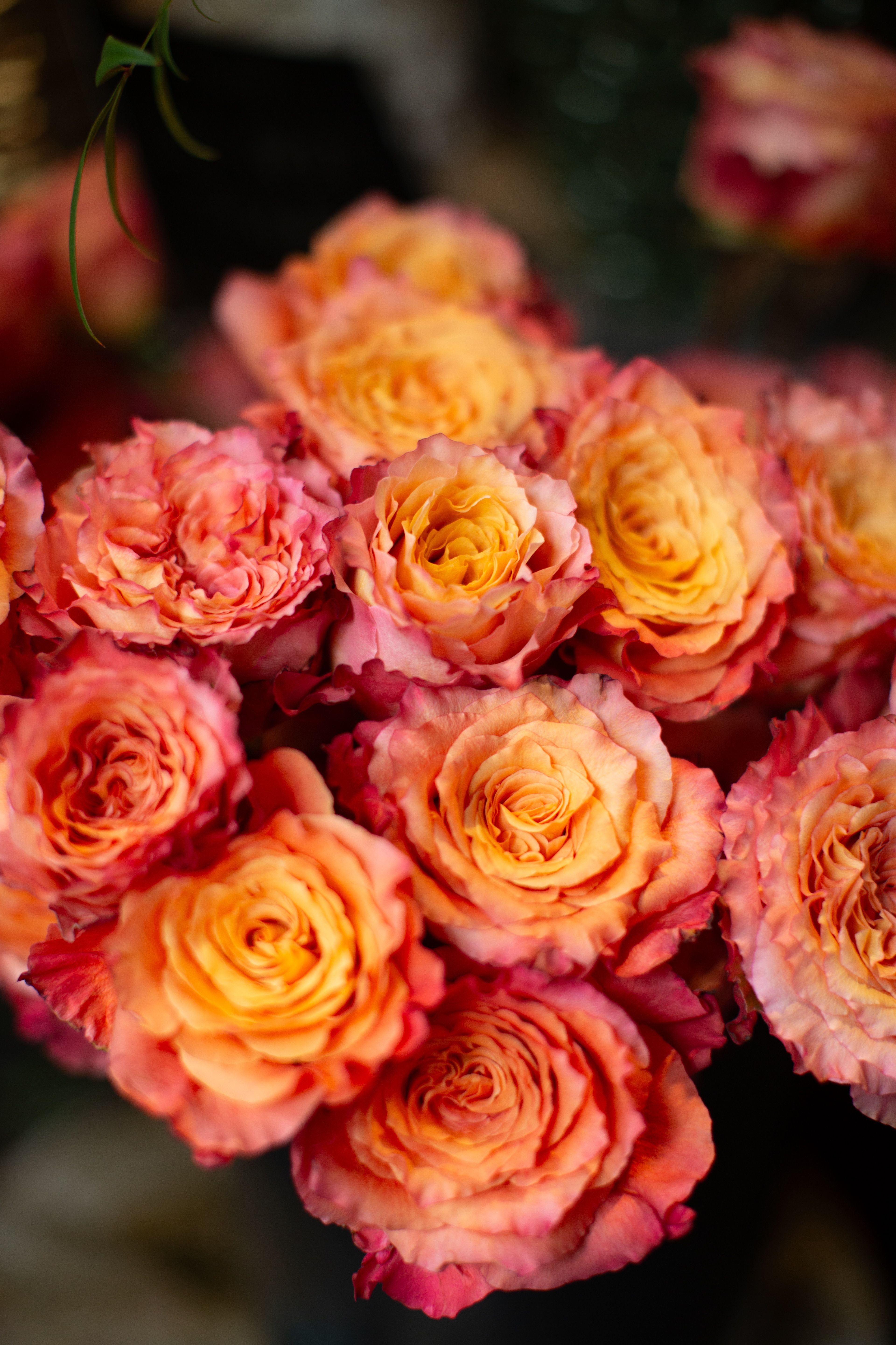 Bright Colorful Roses in Bloom Close-Up · Free Stock Photo