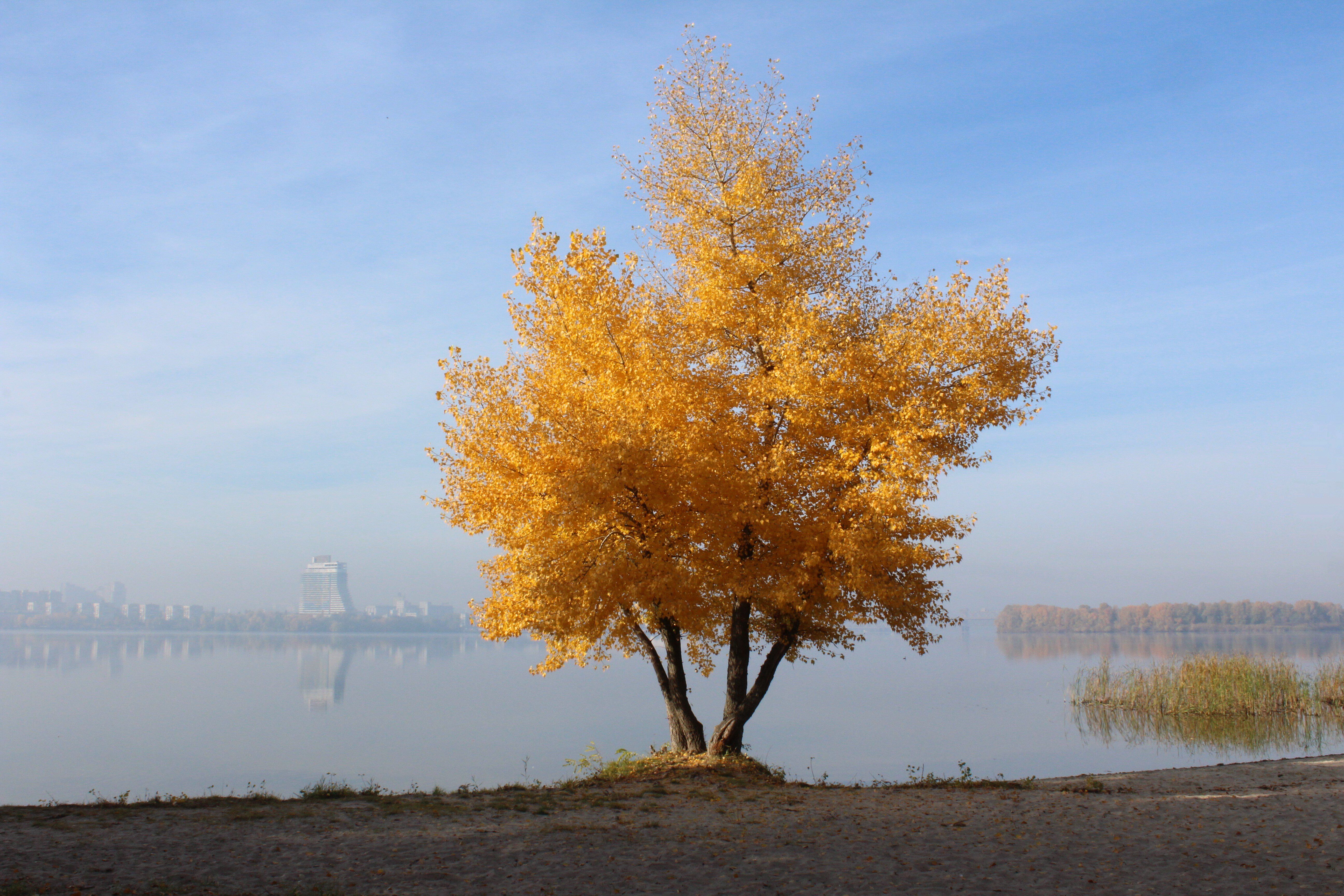 Single Tree with Autumn Foliage by a Tranquil Lake · Free Stock Photo