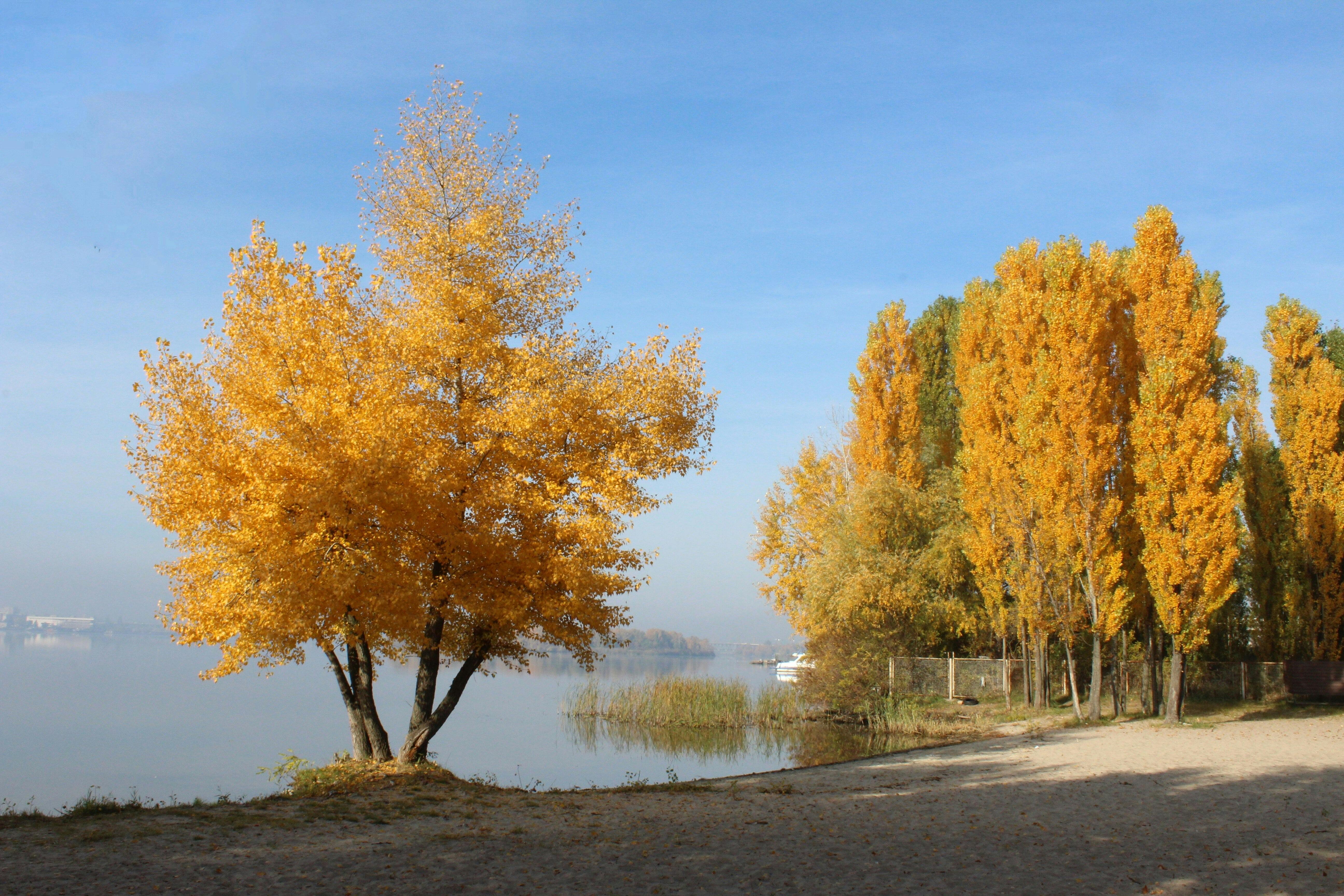 Golden Fall Trees by Serene Lakeside · Free Stock Photo