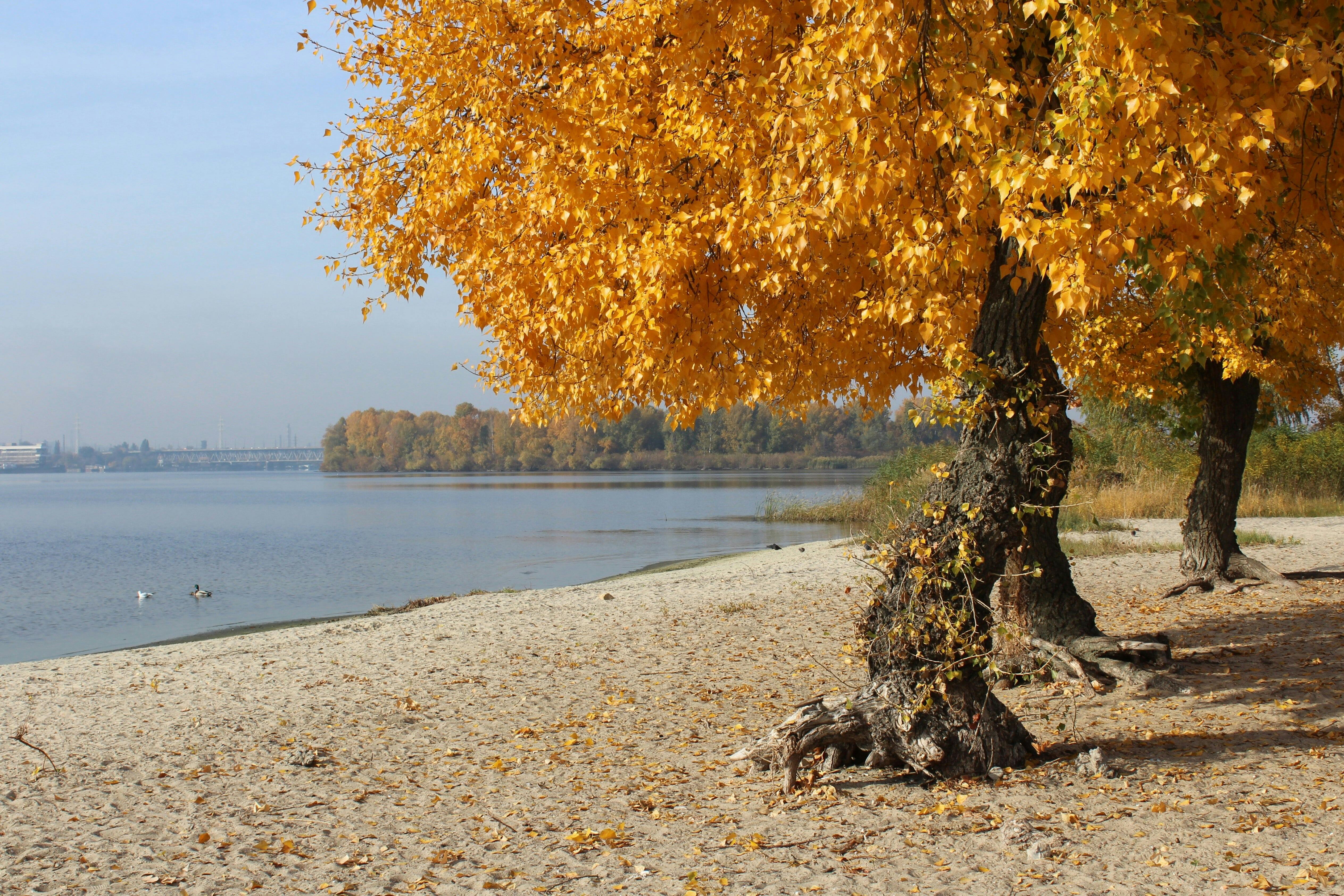 Autumn Beach Scene with Golden Foliage · Free Stock Photo