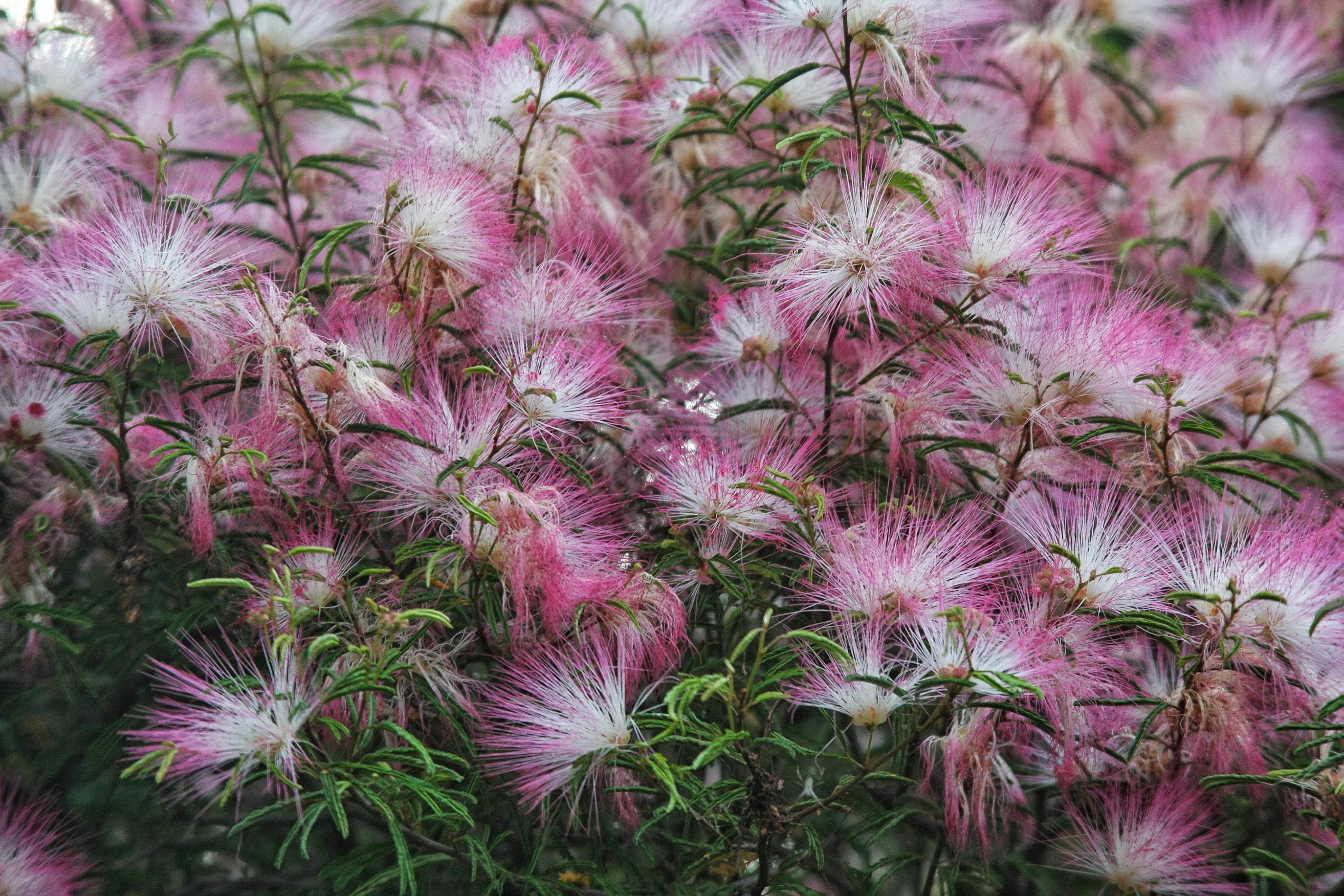 Vibrant Pink and White Calliandra Blooms in Garden · Free Stock Photo