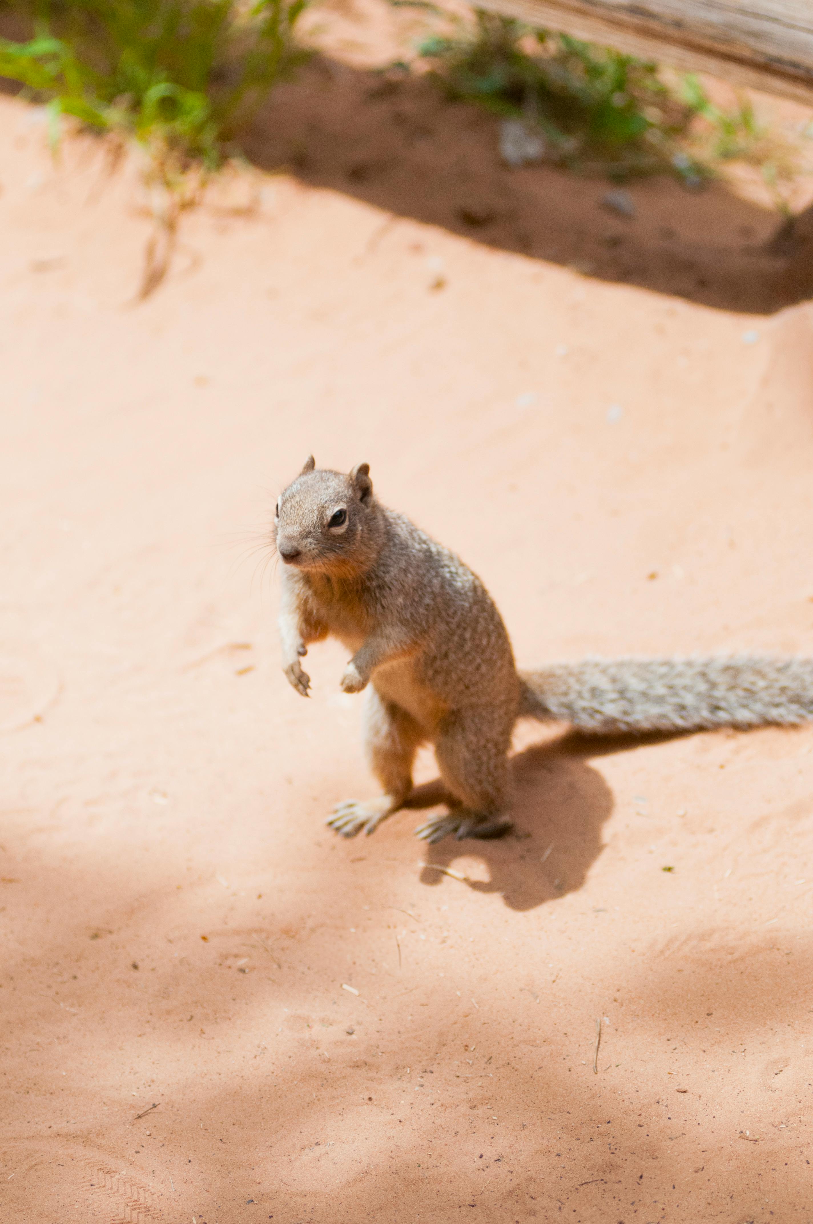 Curious Squirrel on Sandy Ground Outdoors · Free Stock Photo