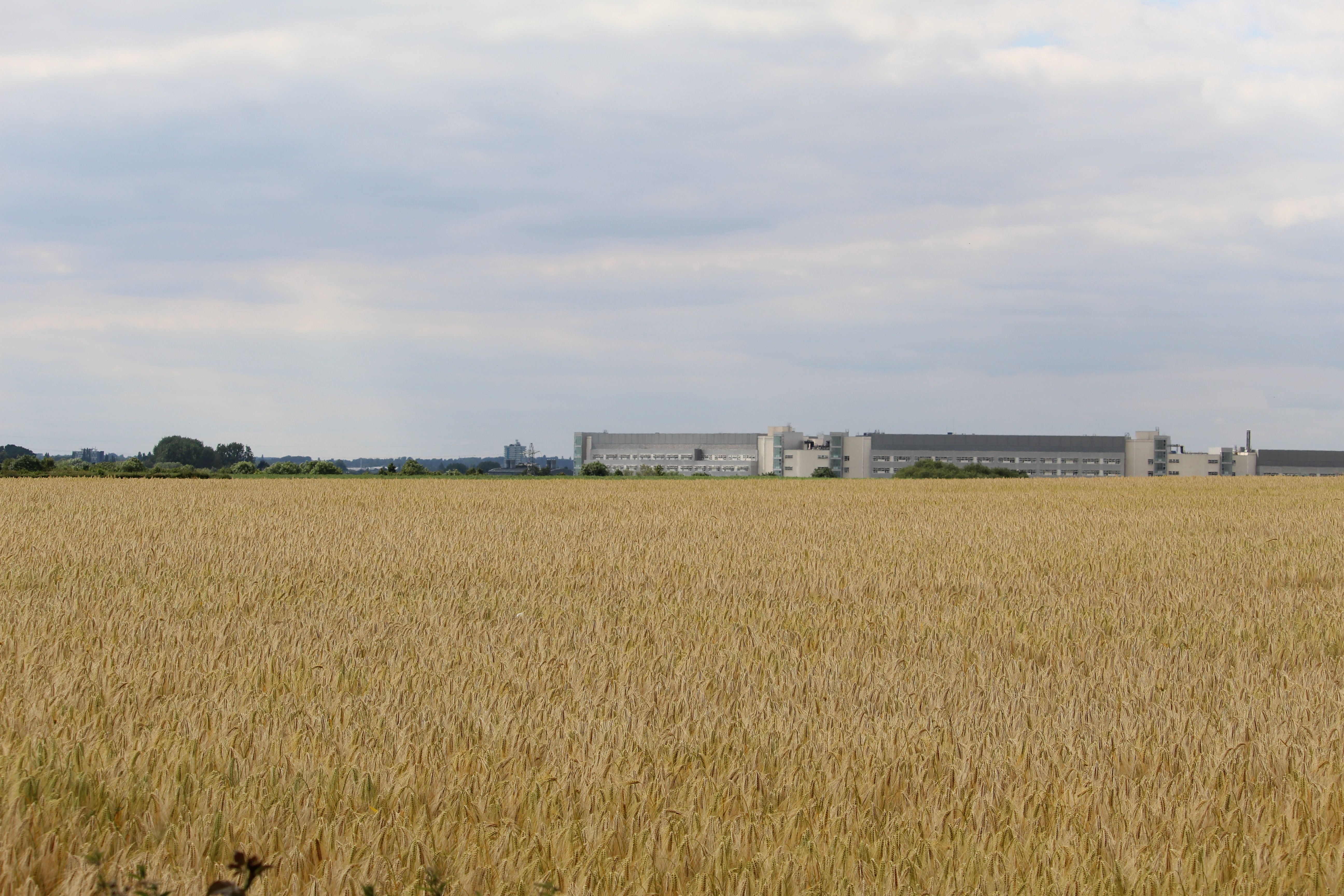 Golden Wheat Field with Industrial Building · Free Stock Photo