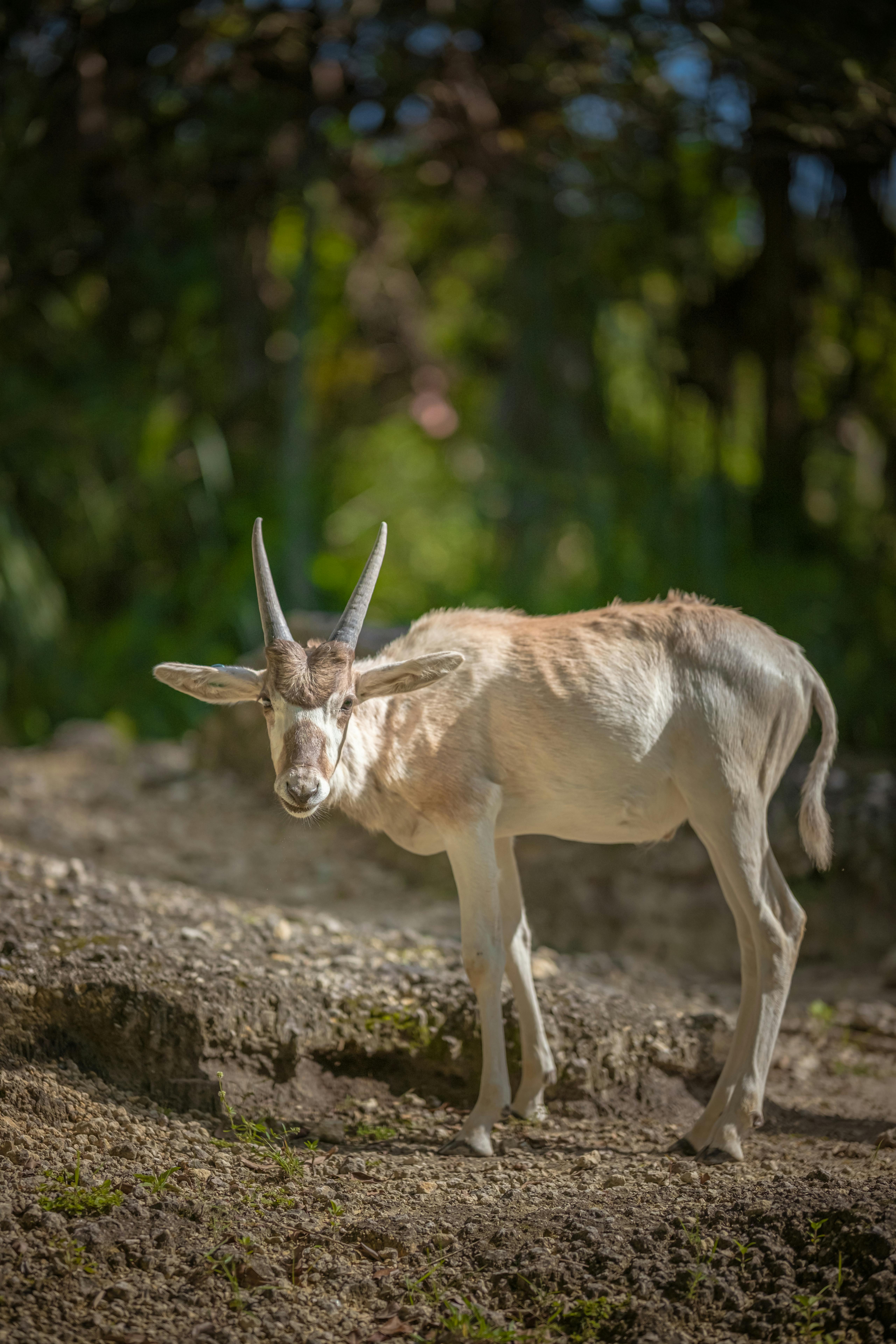Close-Up of an Addax Antelope in the Wild · Free Stock Photo