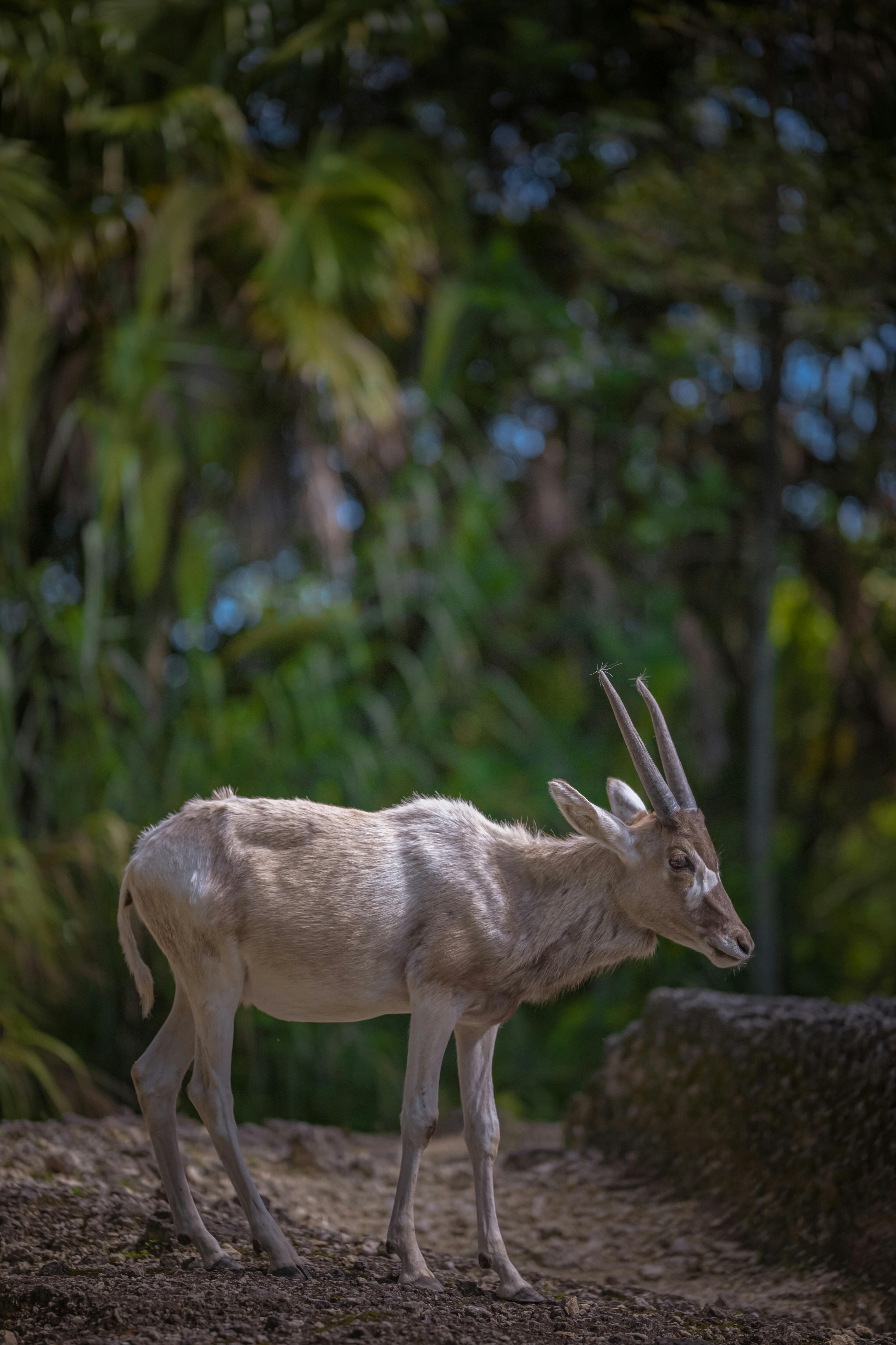 Serene White Antelope in Lush Jungle Setting · Free Stock Photo