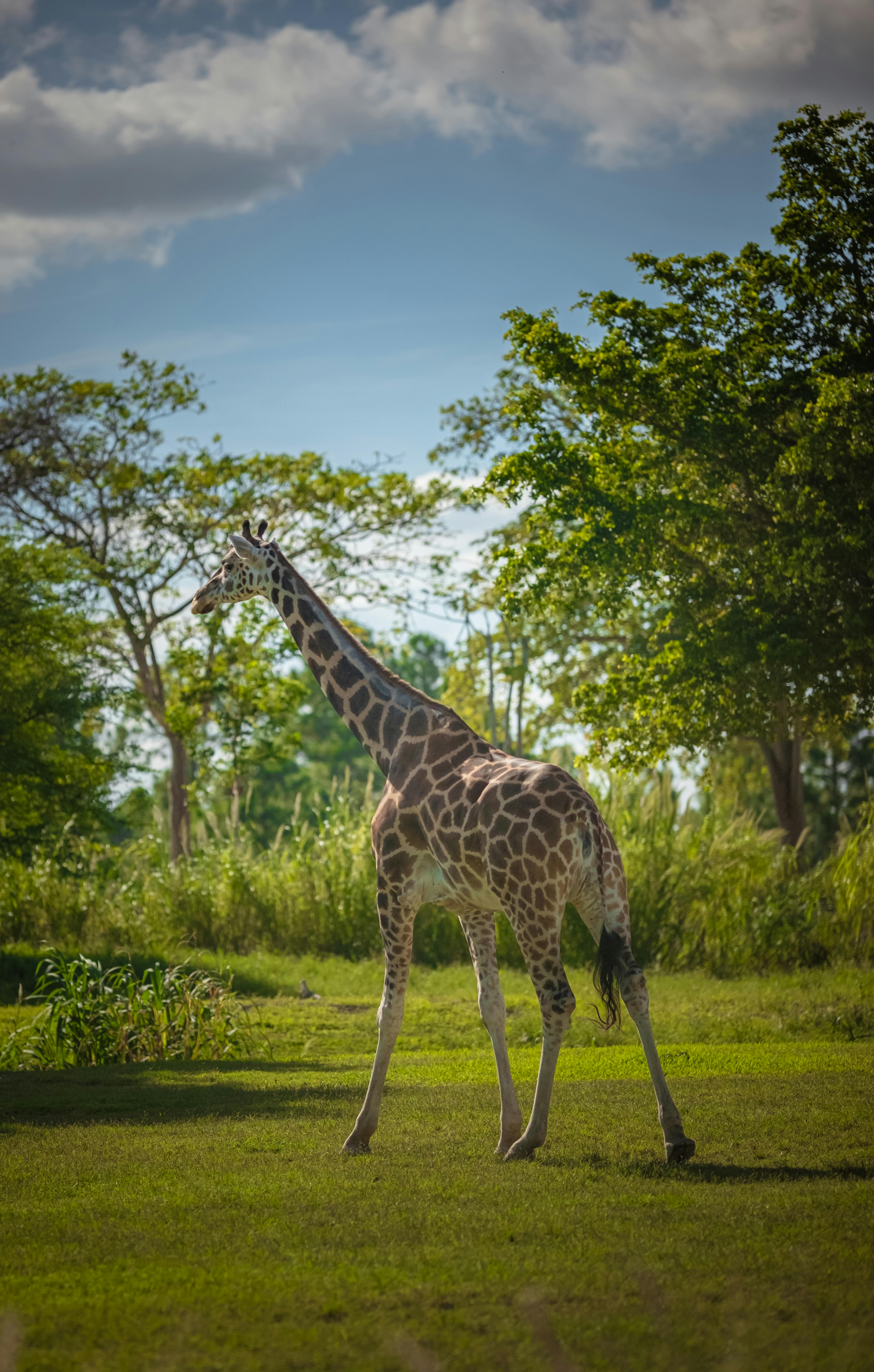 Beige and Brown Giraffe · Free Stock Photo