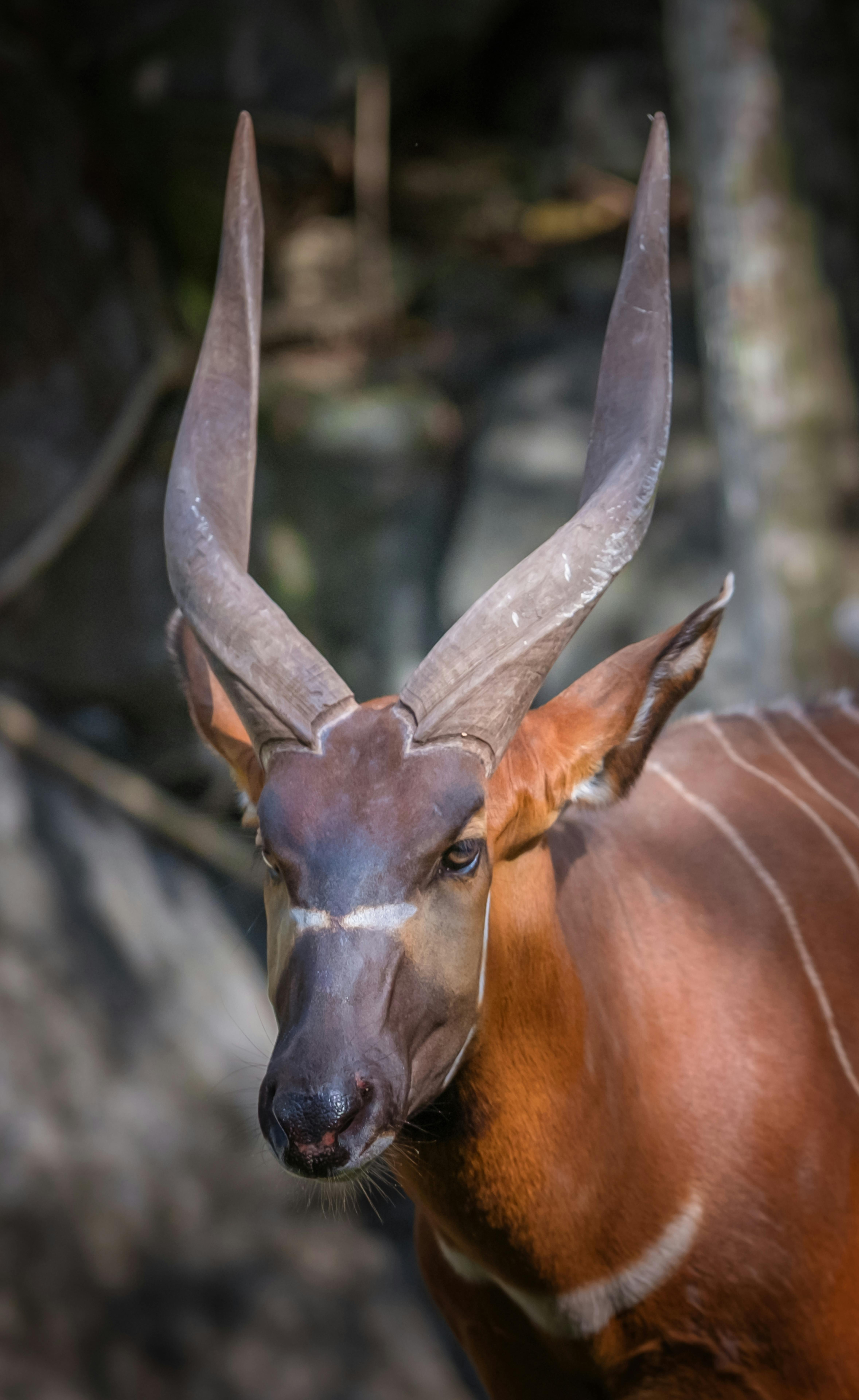 Close-Up of a Bongo Antelope in Miami Zoo · Free Stock Photo