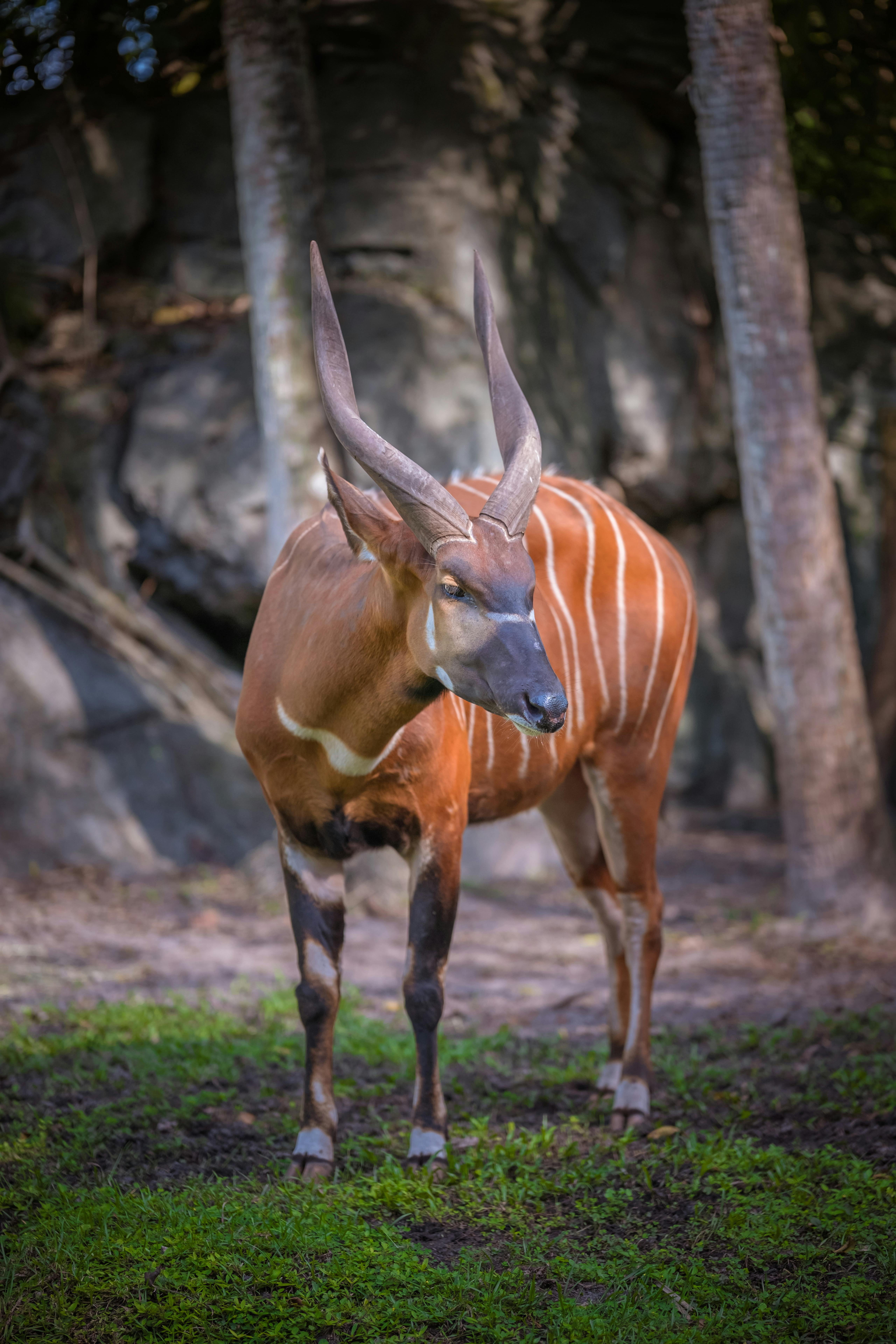 Brown Antelope Standing on the Ground during Daytime · Free Stock Photo