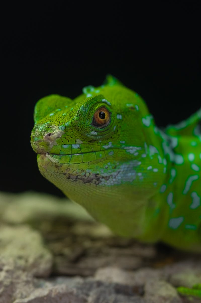 Lizard Face Photos, Download The BEST Free Lizard Face Stock Photos ...