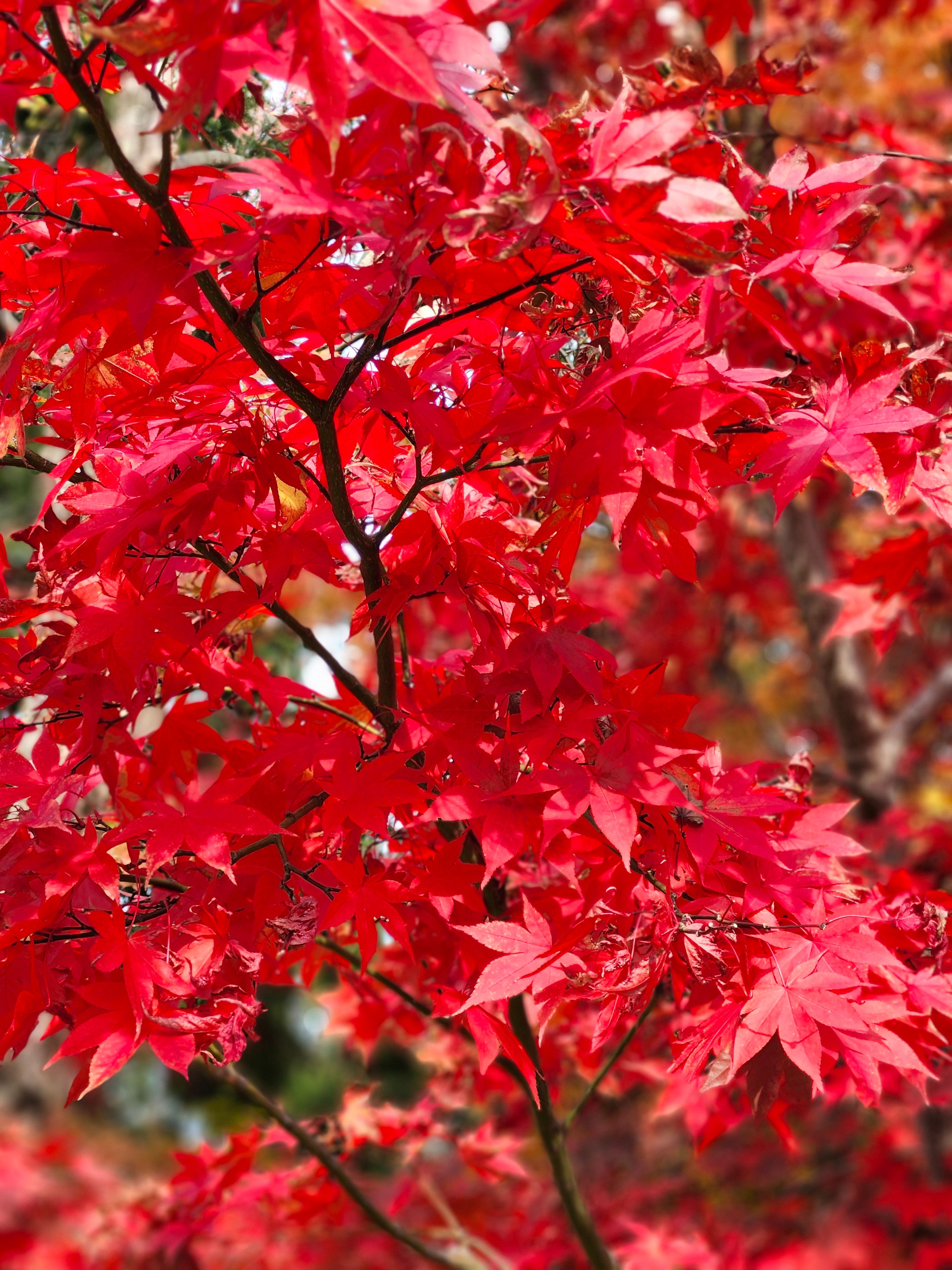 Vivid Red Maple Leaves in Toronto Park · Free Stock Photo