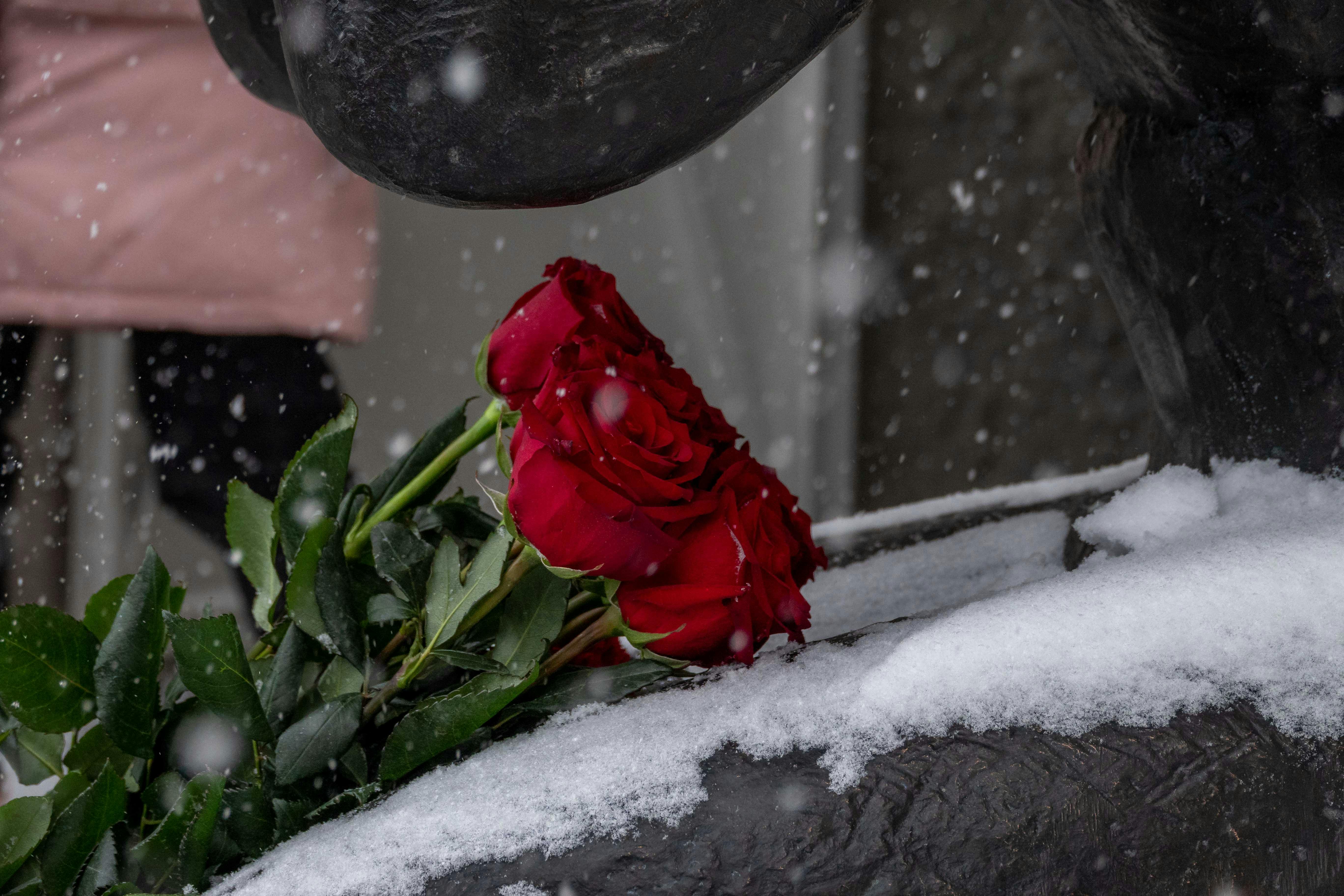 Snow Flakes Flowers Photos, Download The BEST Free Snow Flakes Flowers ...