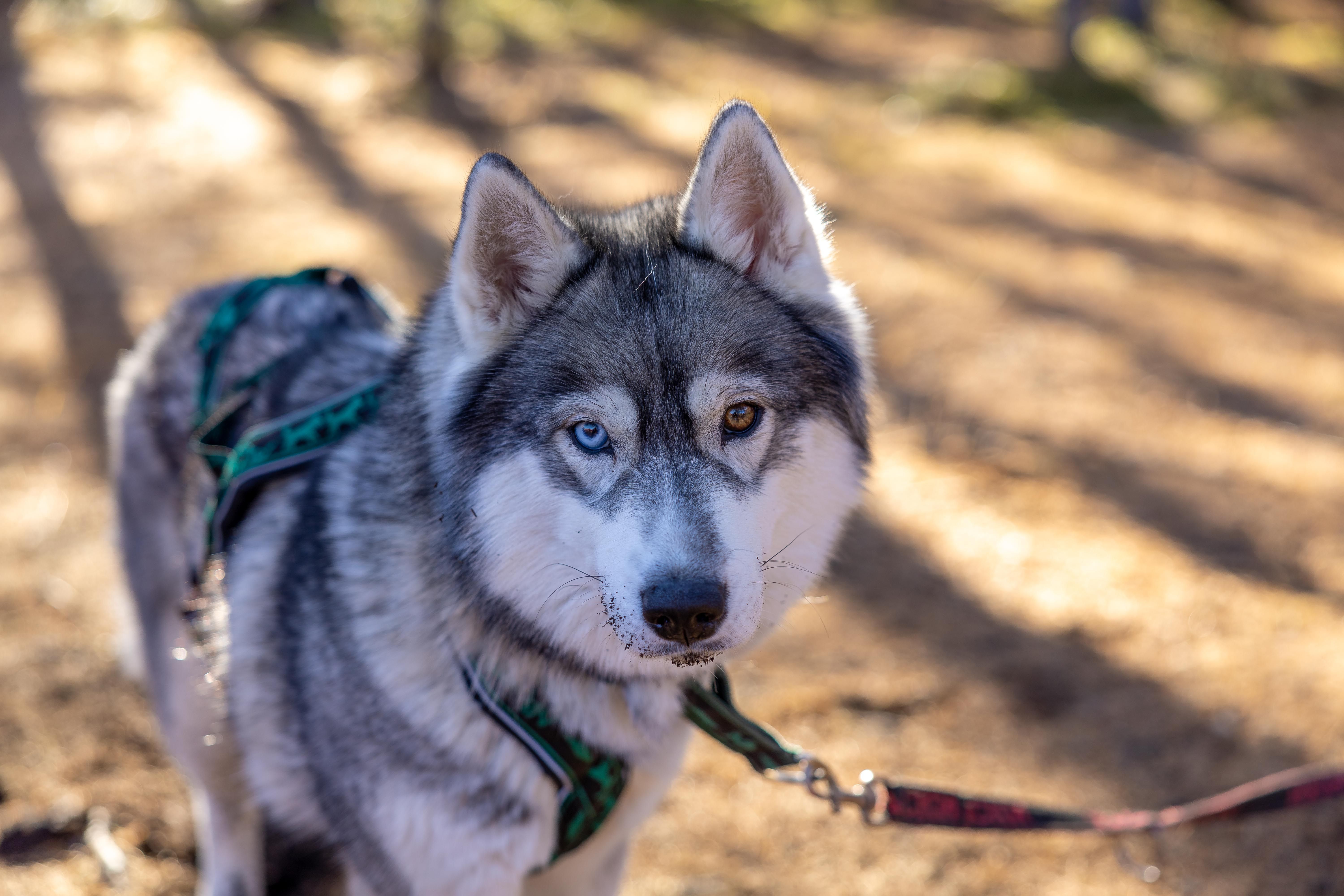 Close-up of a Siberian Husky with Heterochromia Outdoors · Free Stock Photo