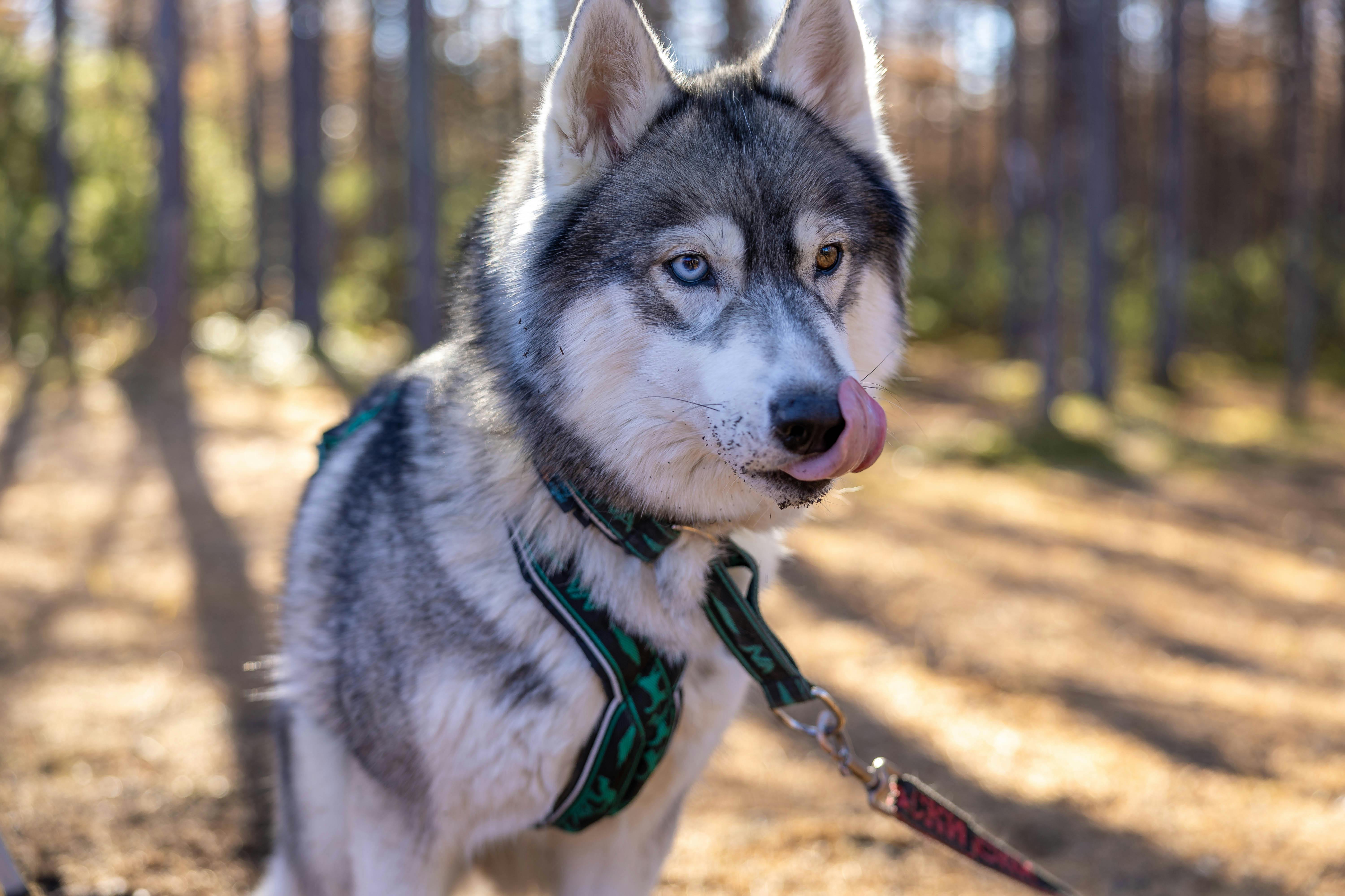 Blue Tongue Lizards Australia: Survival Tips and Key Threats