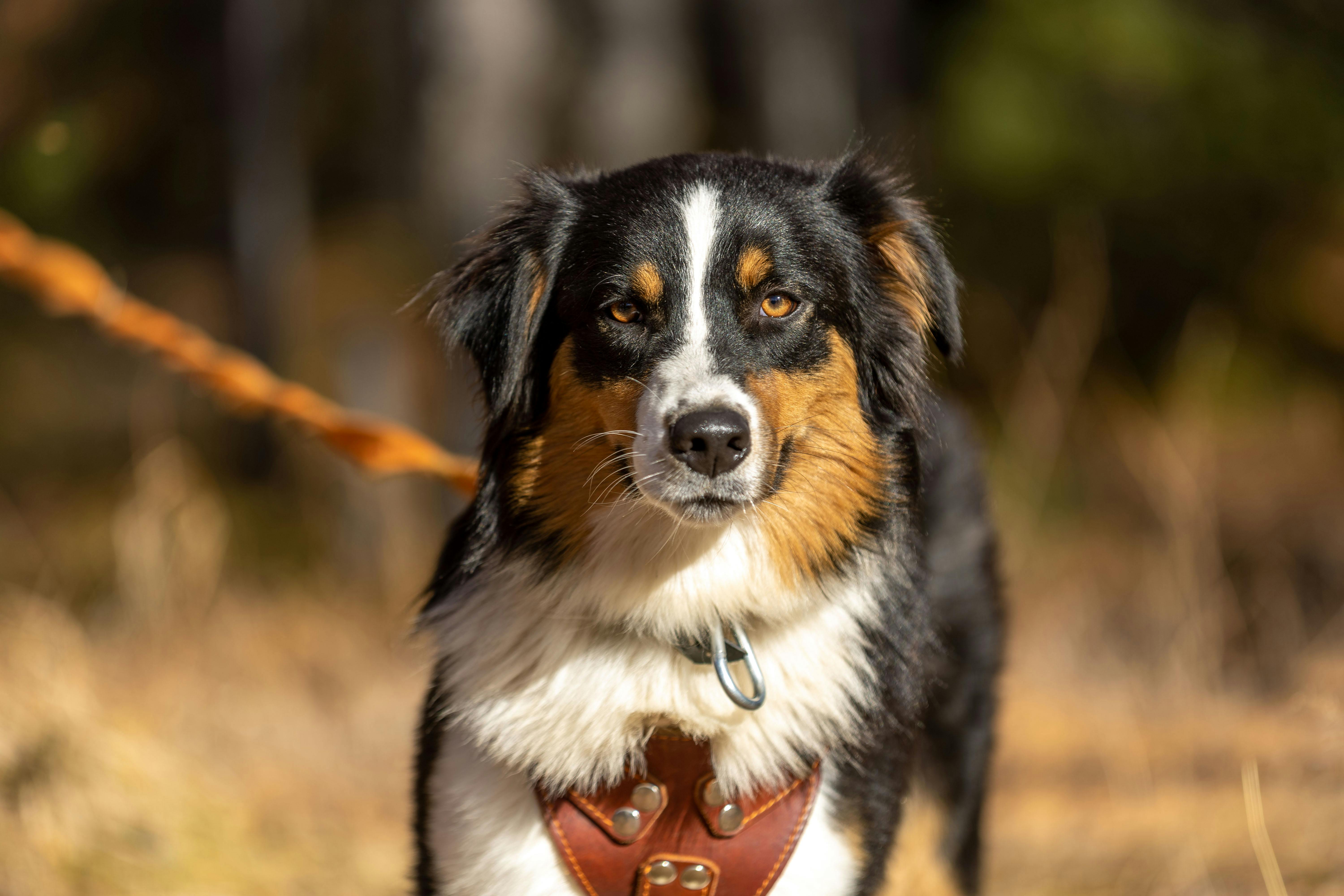 Close-up of a Tri-Color Australian Shepherd Dog Outdoors · Free Stock Photo