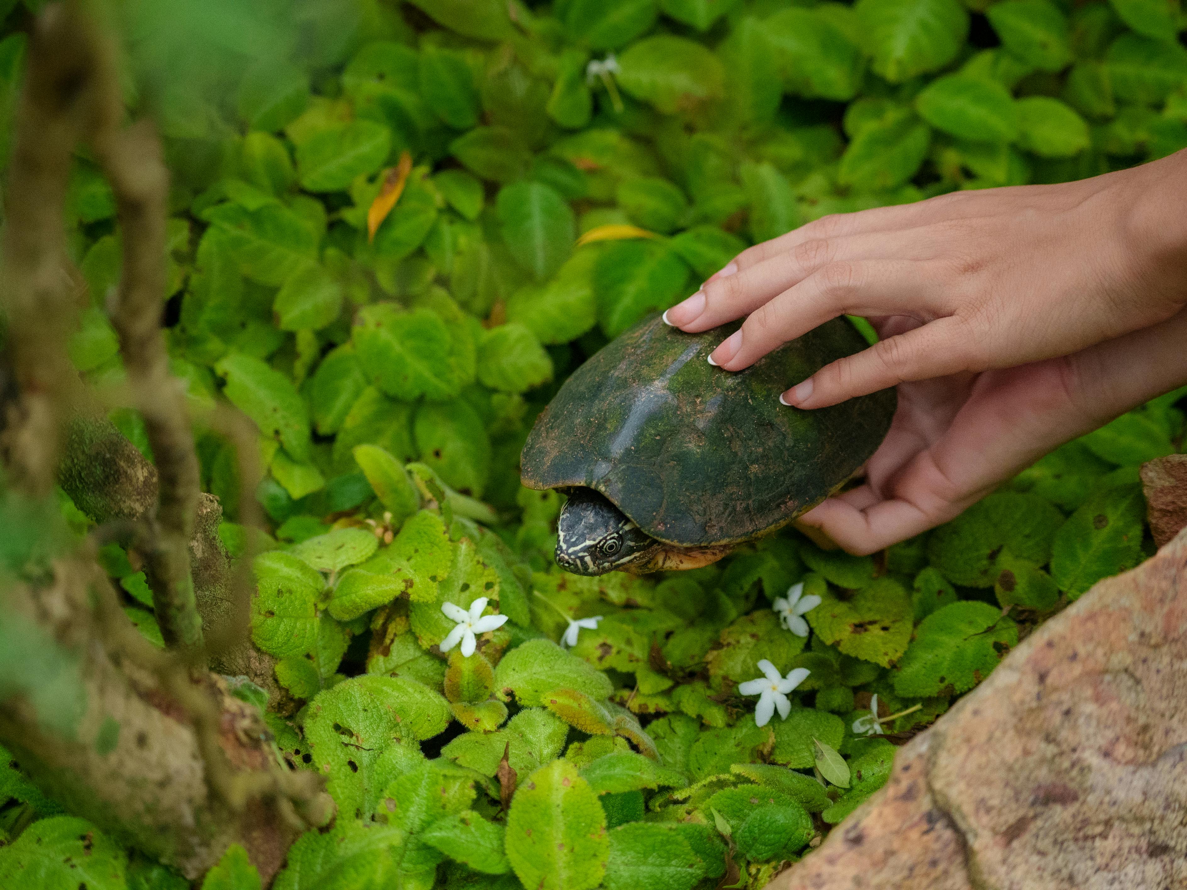 Hand Touching Turtle Shell in Lush Greenery · Free Stock Photo