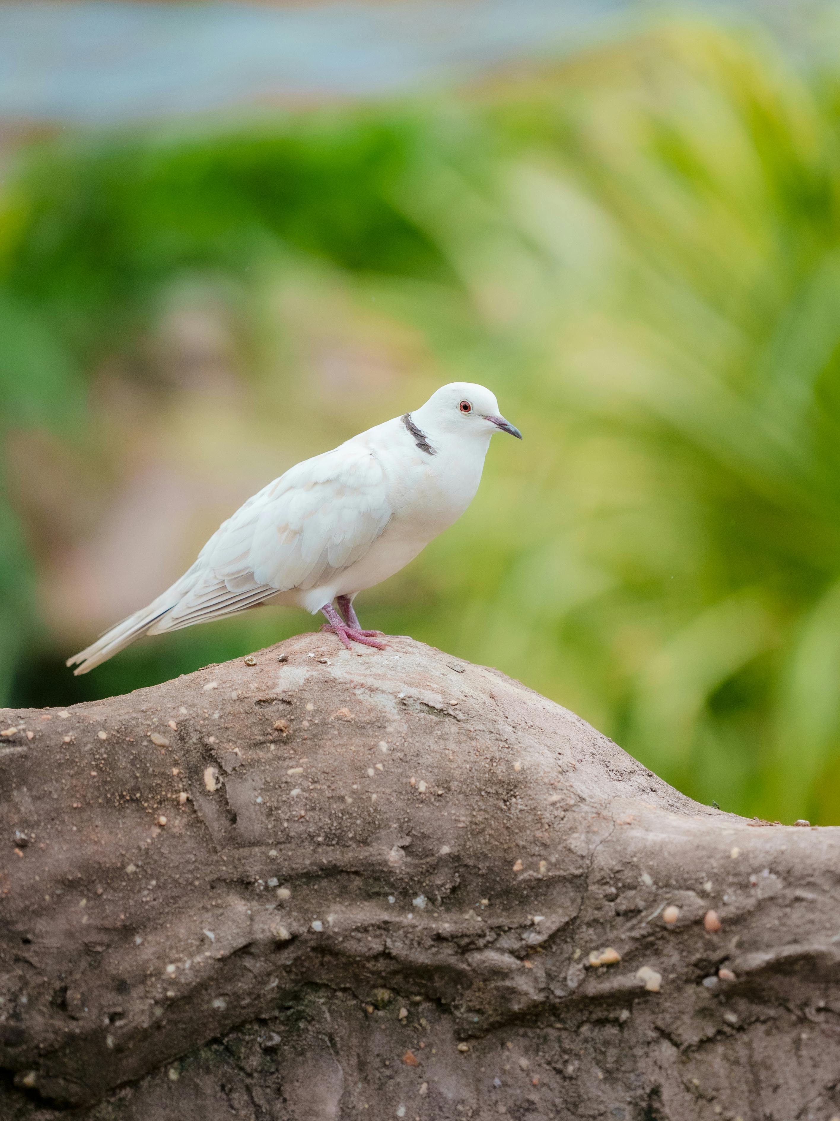 White Dove Perched on a Rock in Nature · Free Stock Photo