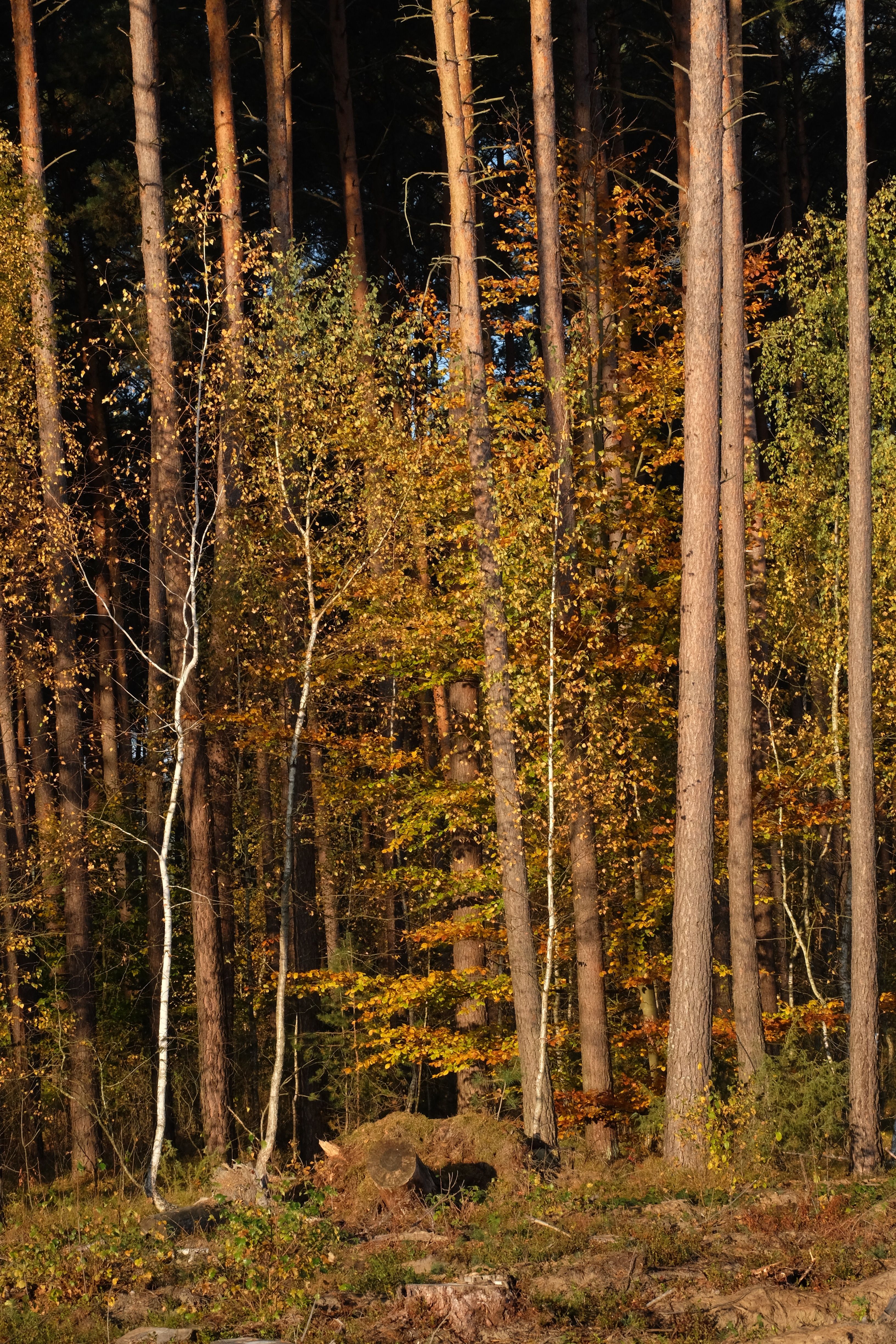 Brown Tree Trunk · Free Stock Photo