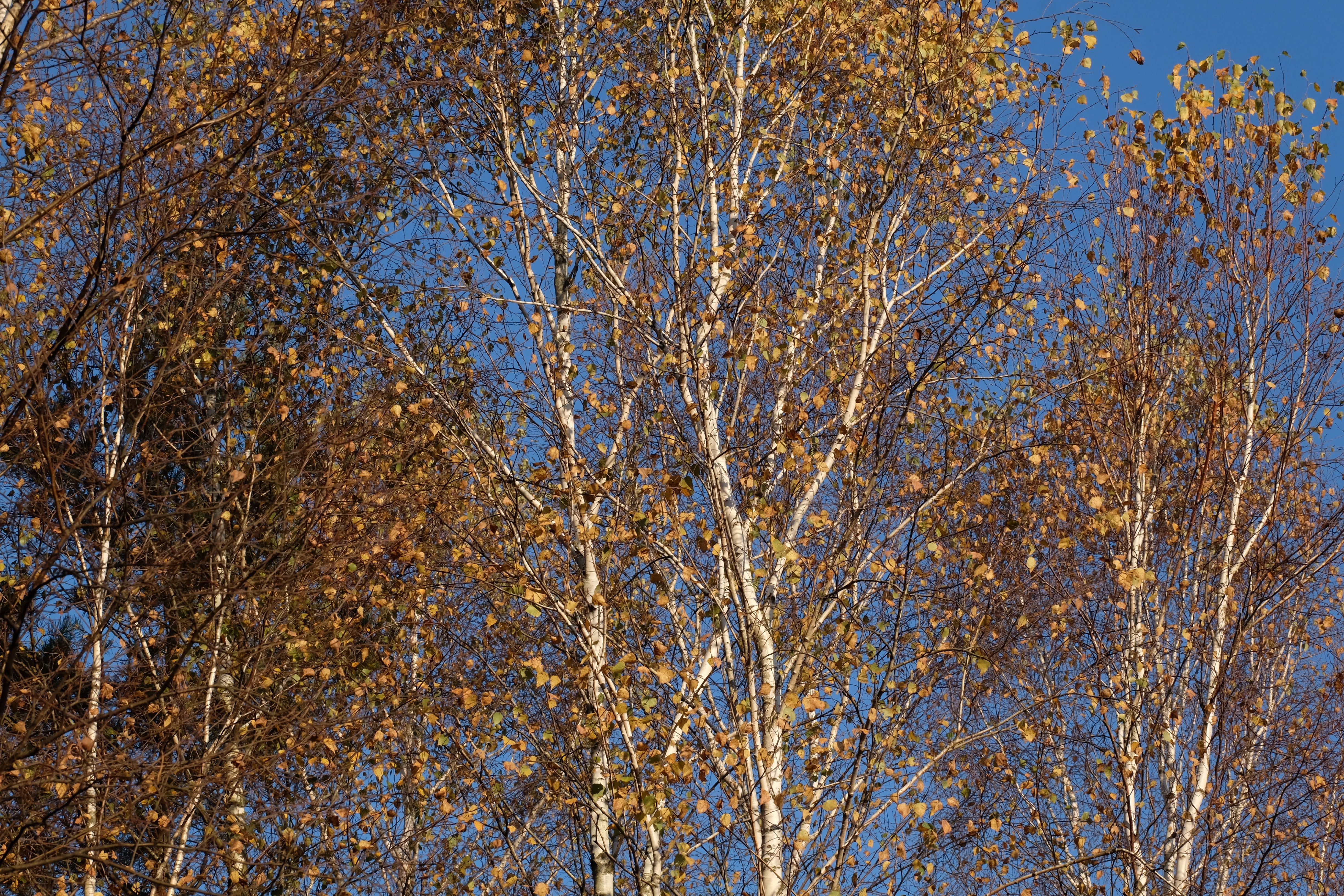 Golden Autumn Birch Trees Against Blue Sky · Free Stock Photo