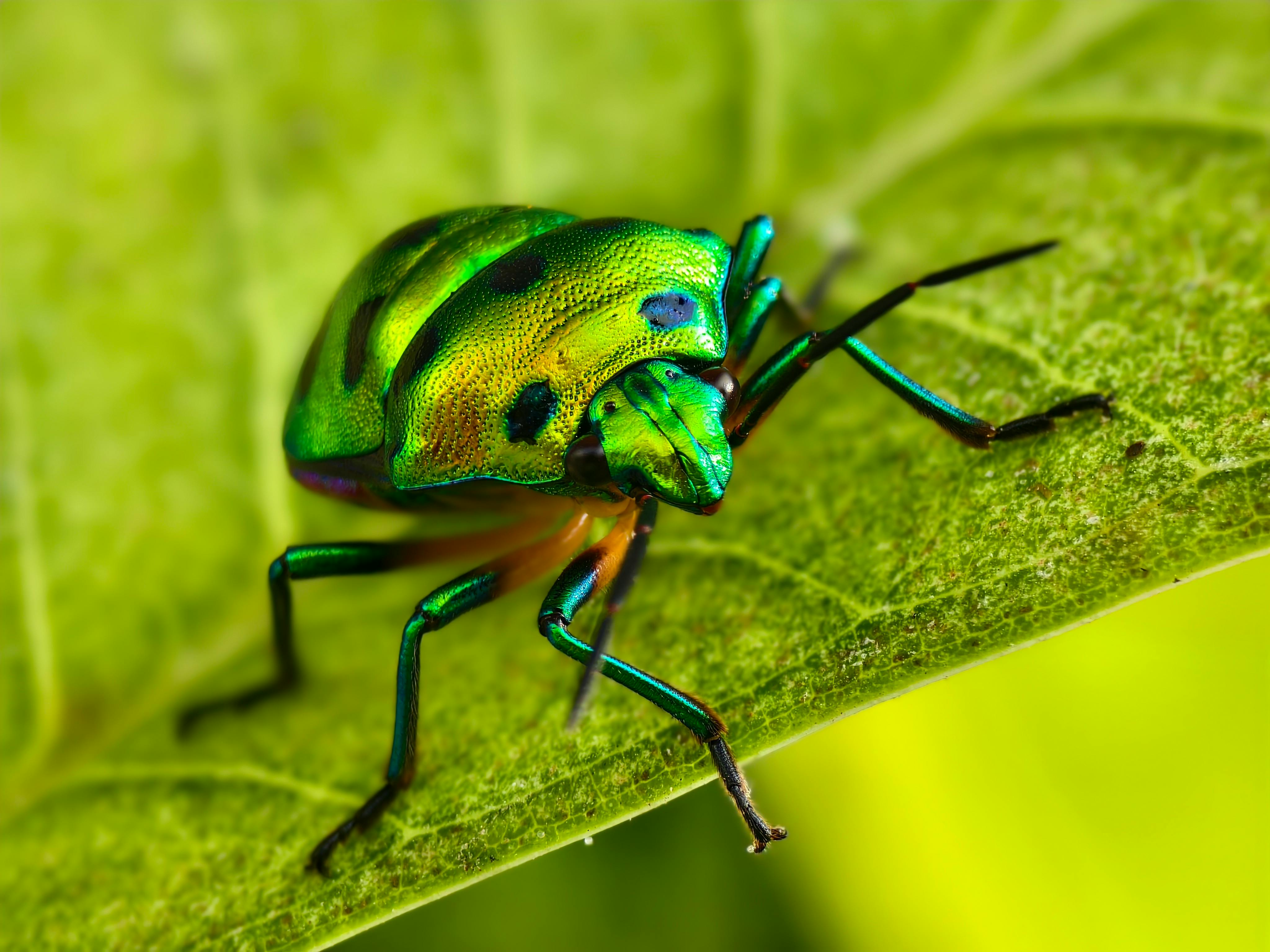Close-Up Photo Of Insect · Free Stock Photo