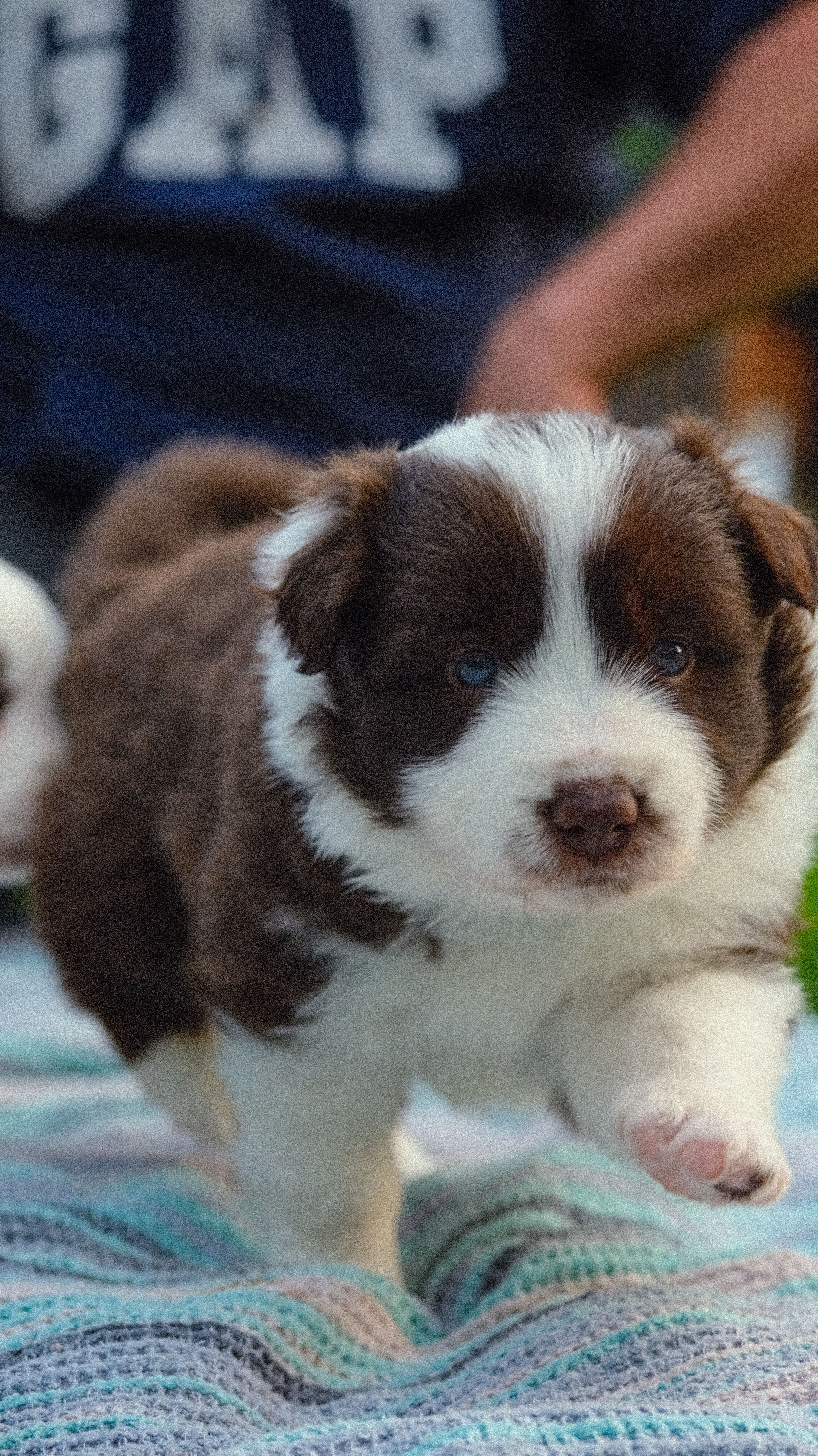 Border Collie Pup Photos, Download The BEST Free Border Collie Pup ...