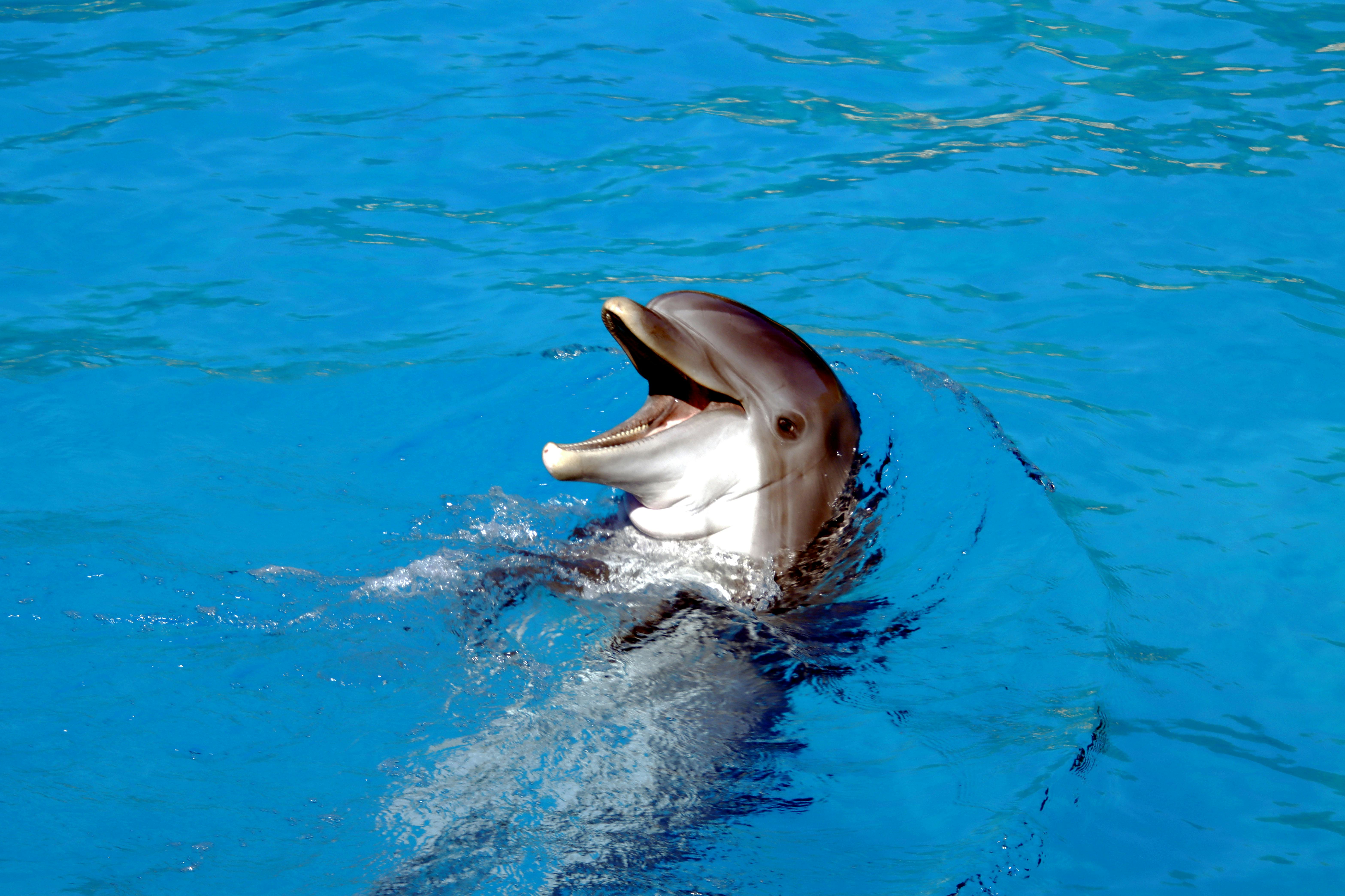 Water Splash Greenscreen Photos, Download The BEST Free Water Splash ...