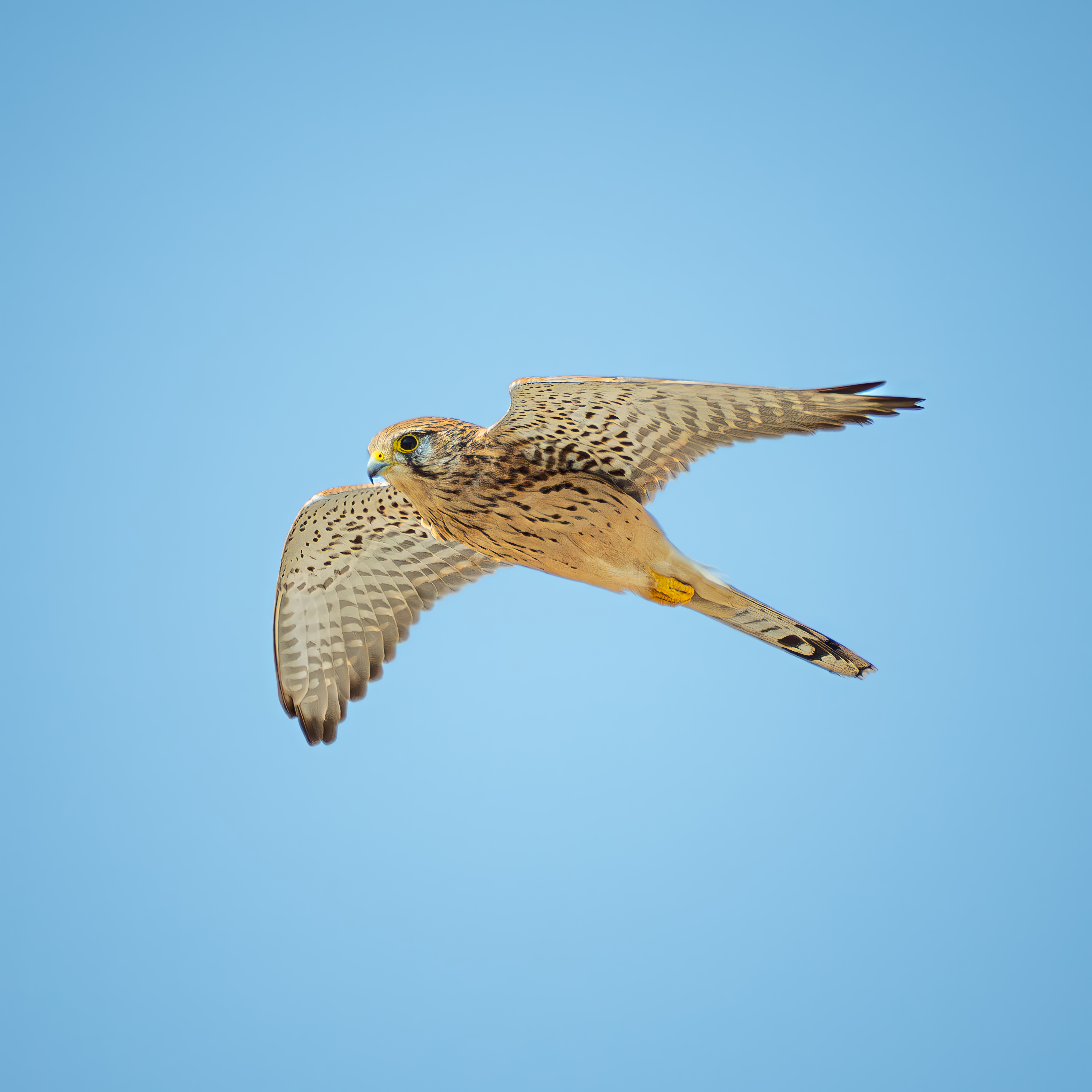 Majestic Kestrel Flying in Tunisian Skies · Free Stock Photo