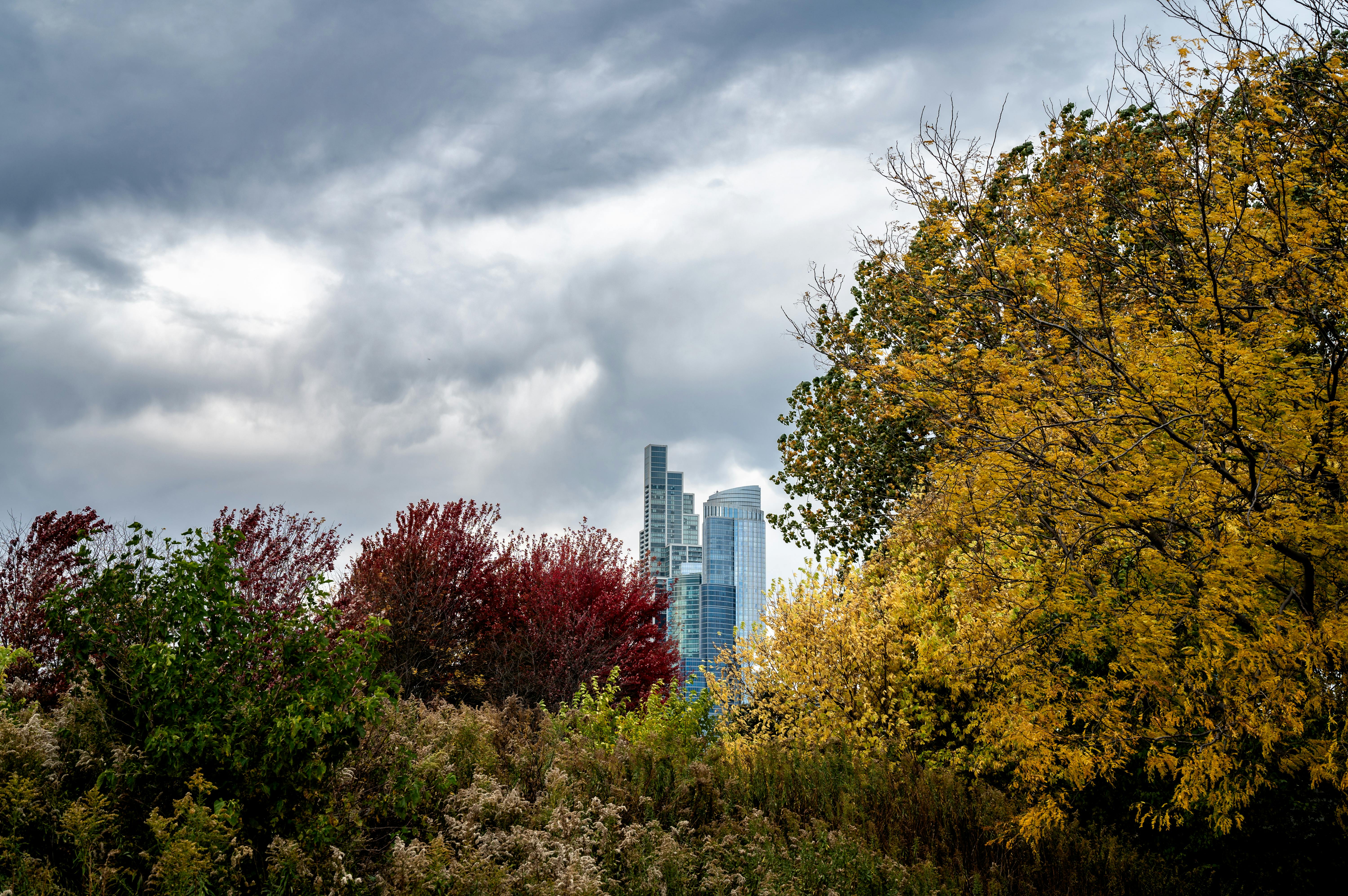 Dramatic Chicago Skyline with Fall Foliage · Free Stock Photo