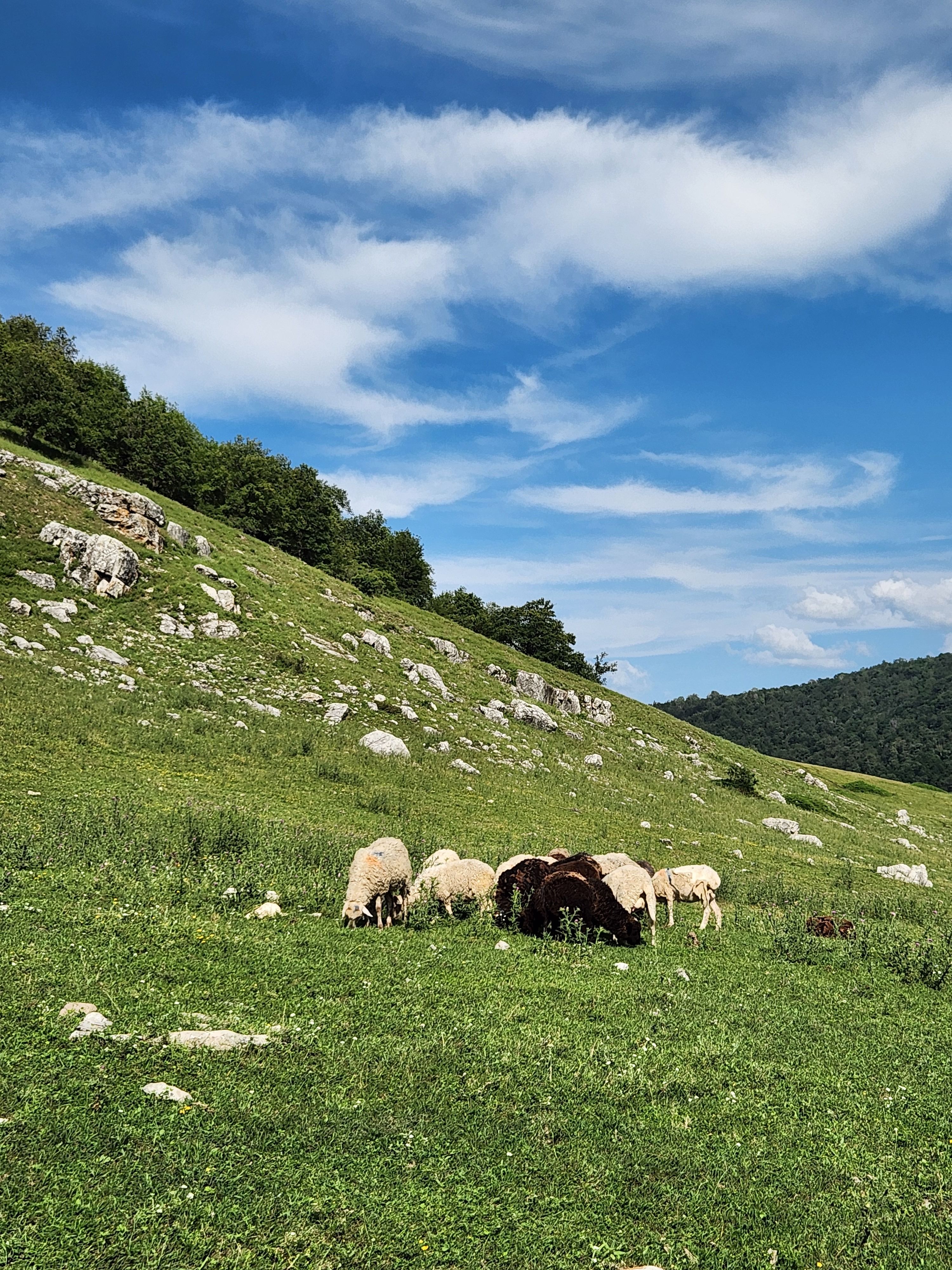 Scenic Pasture with Grazing Sheep on a Hillside · Free Stock Photo