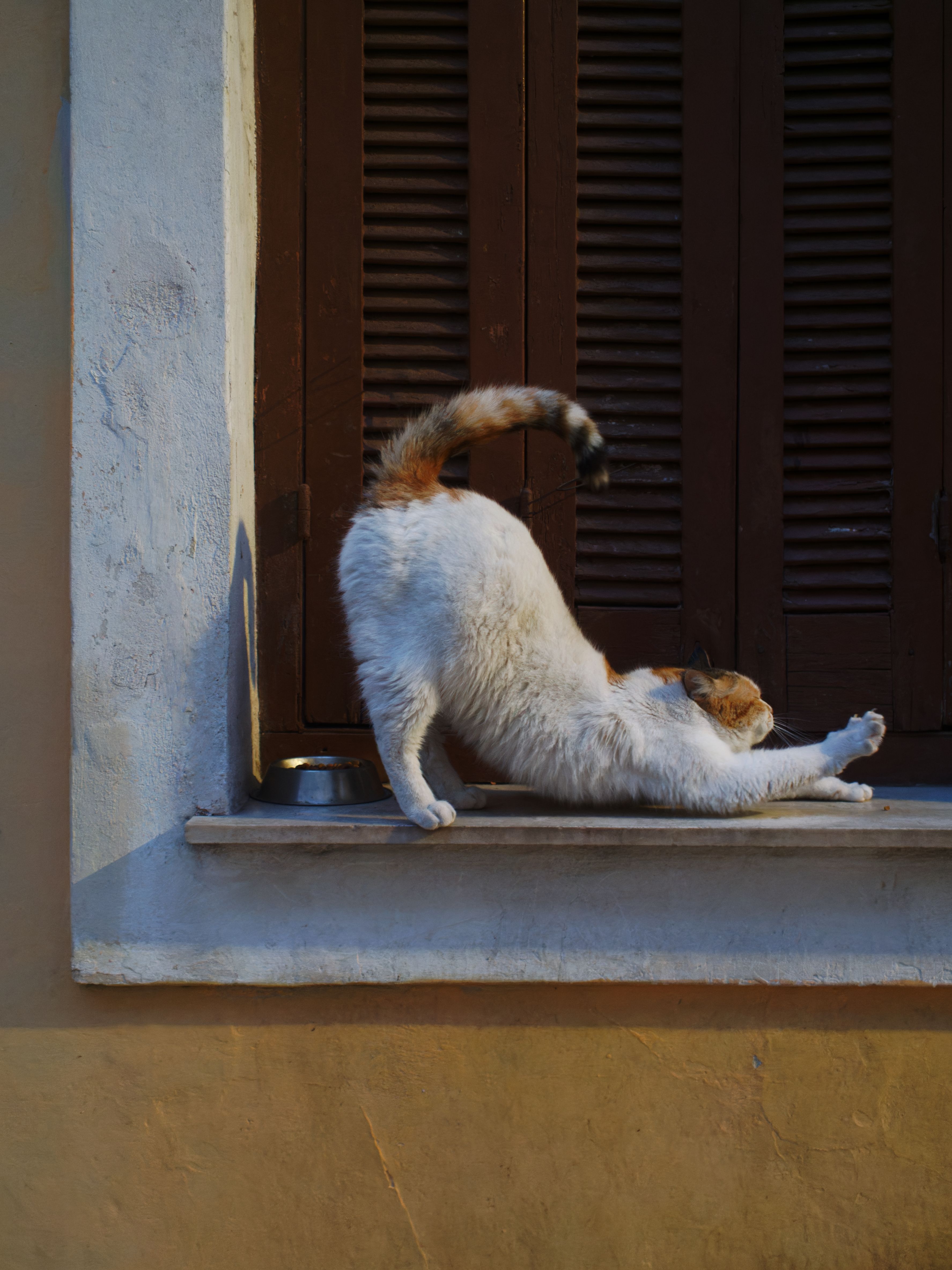 California Spangled Cat Photos, Download The BEST Free California ...
