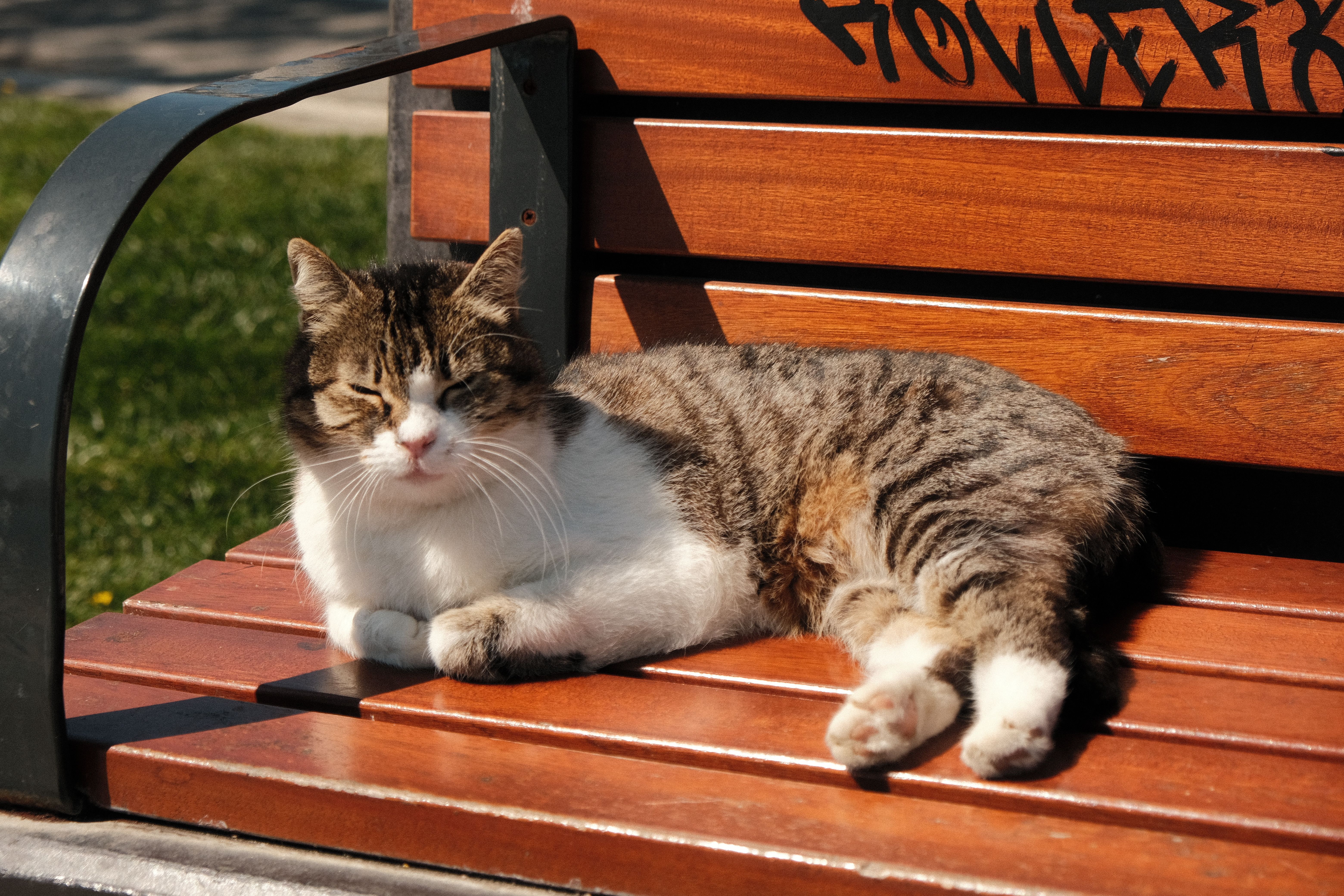 Sitting Lazy Photos, Download The BEST Free Sitting Lazy Stock Photos ...