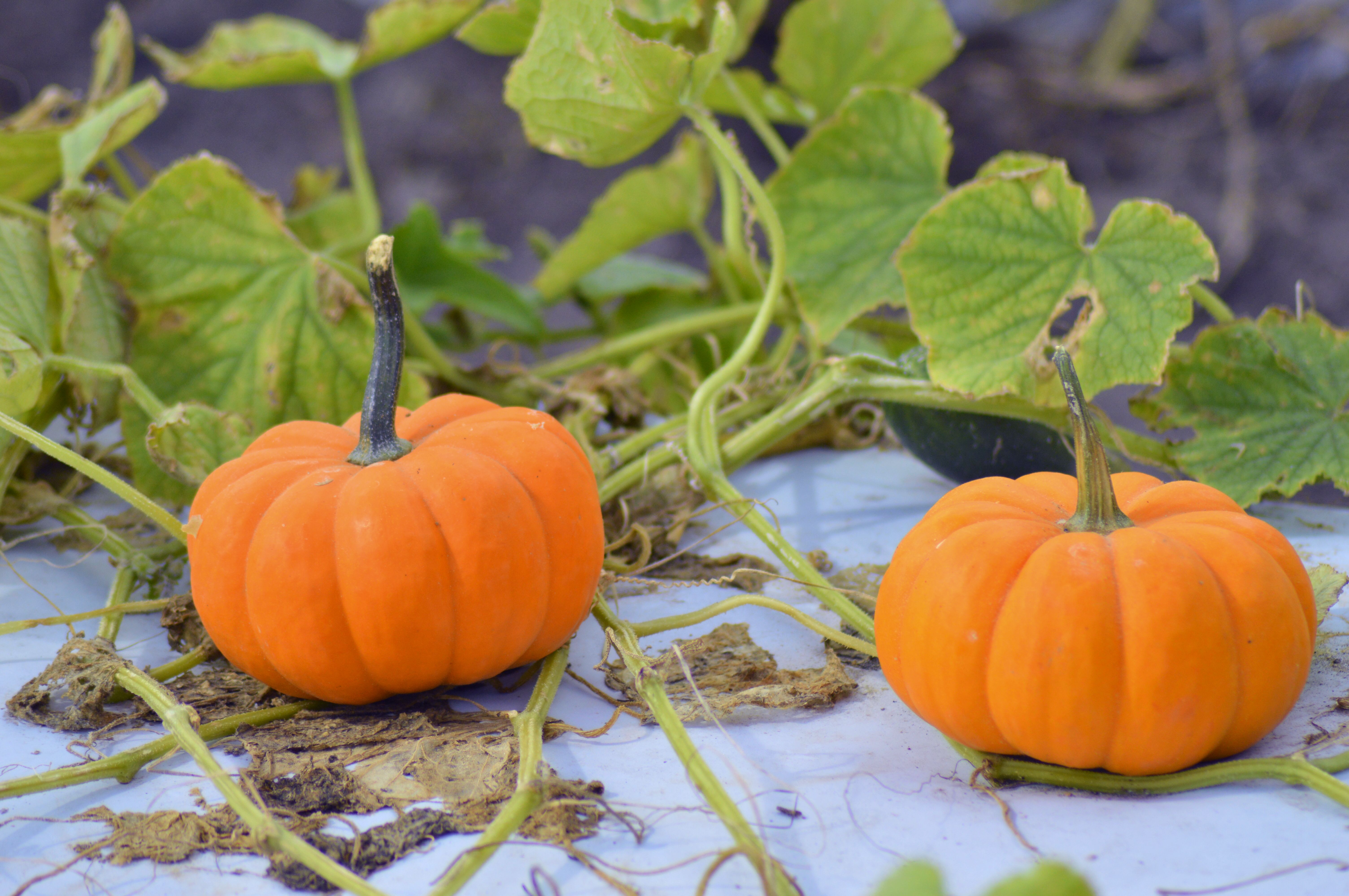 Vibrant Mini Pumpkins on Garden Vine in Florida · Free Stock Photo