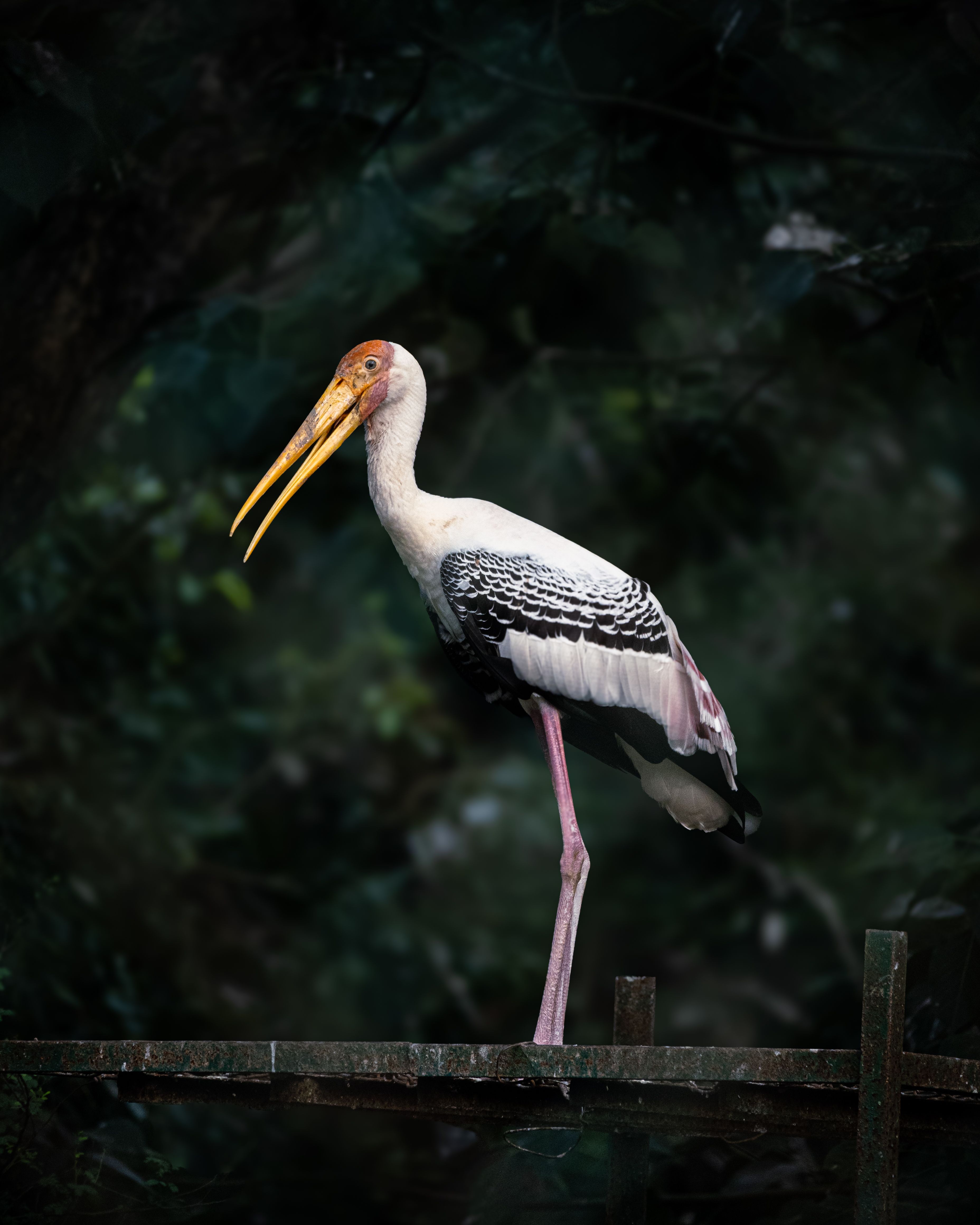 Painted stork perched on a branch in forest · Free Stock Photo
