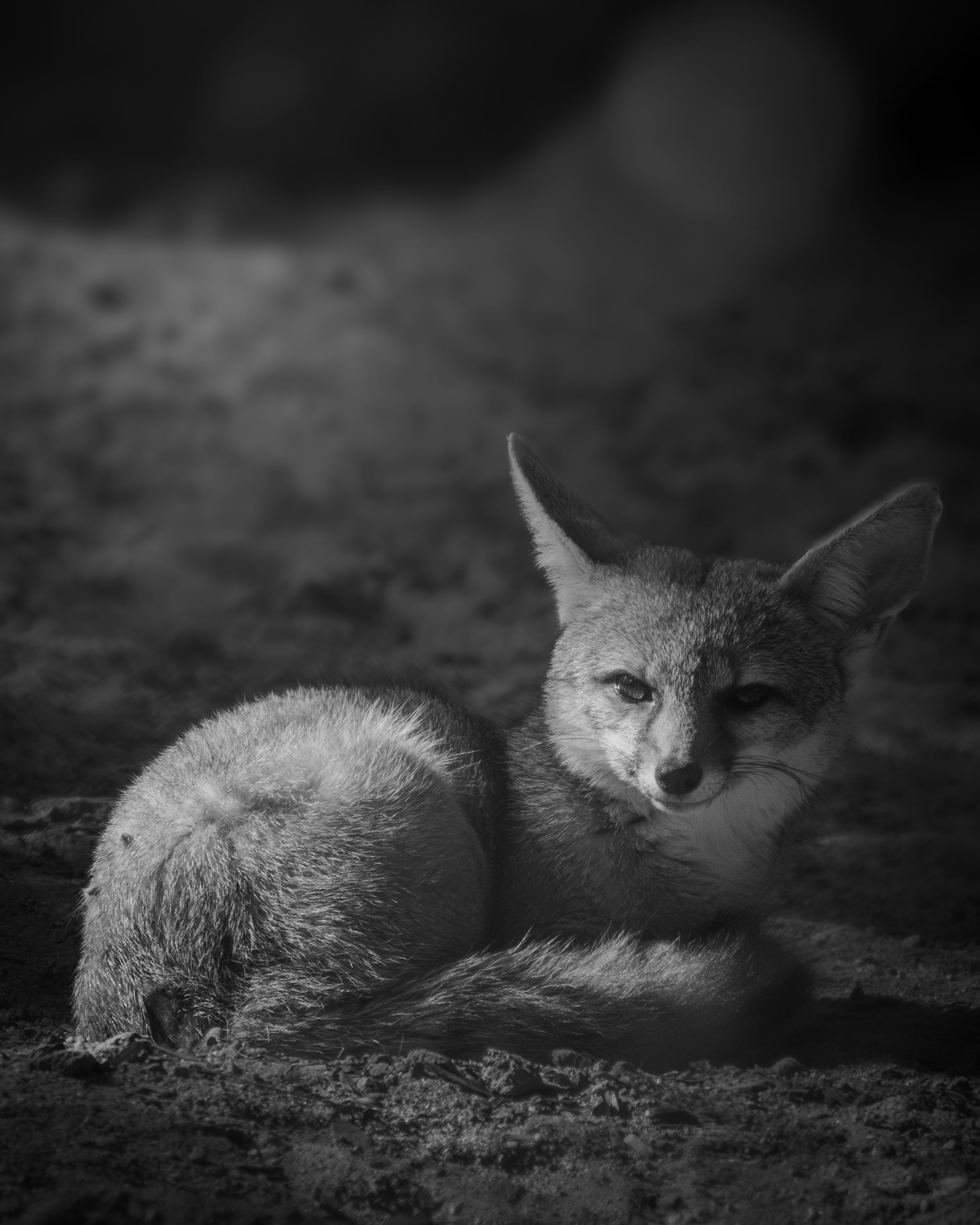 Black and White Portrait of a Resting Fox · Free Stock Photo