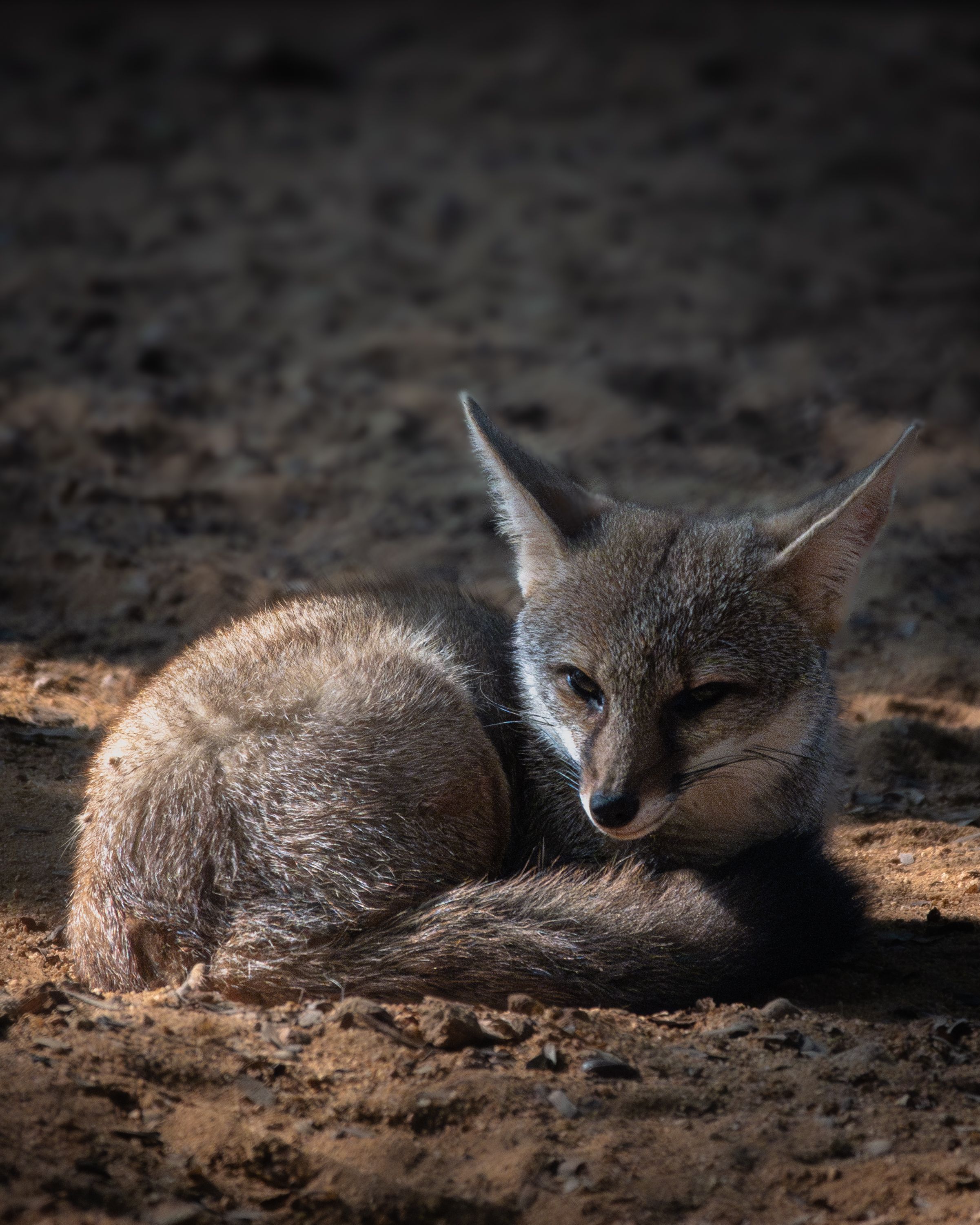 Resting Fennec Fox in Natural Habitat · Free Stock Photo