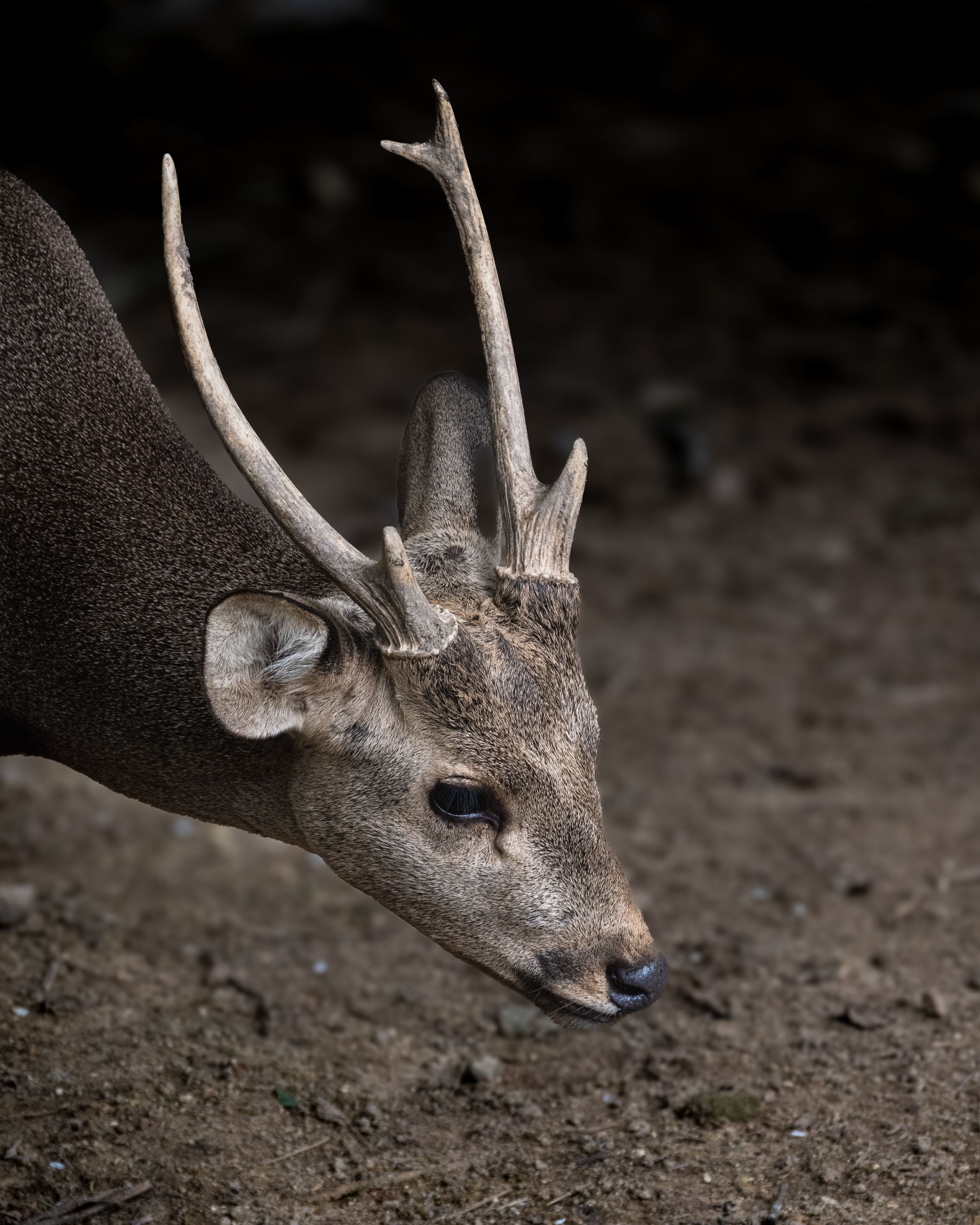 Portrait of a Muntjac Deer in Natural Habitat · Free Stock Photo