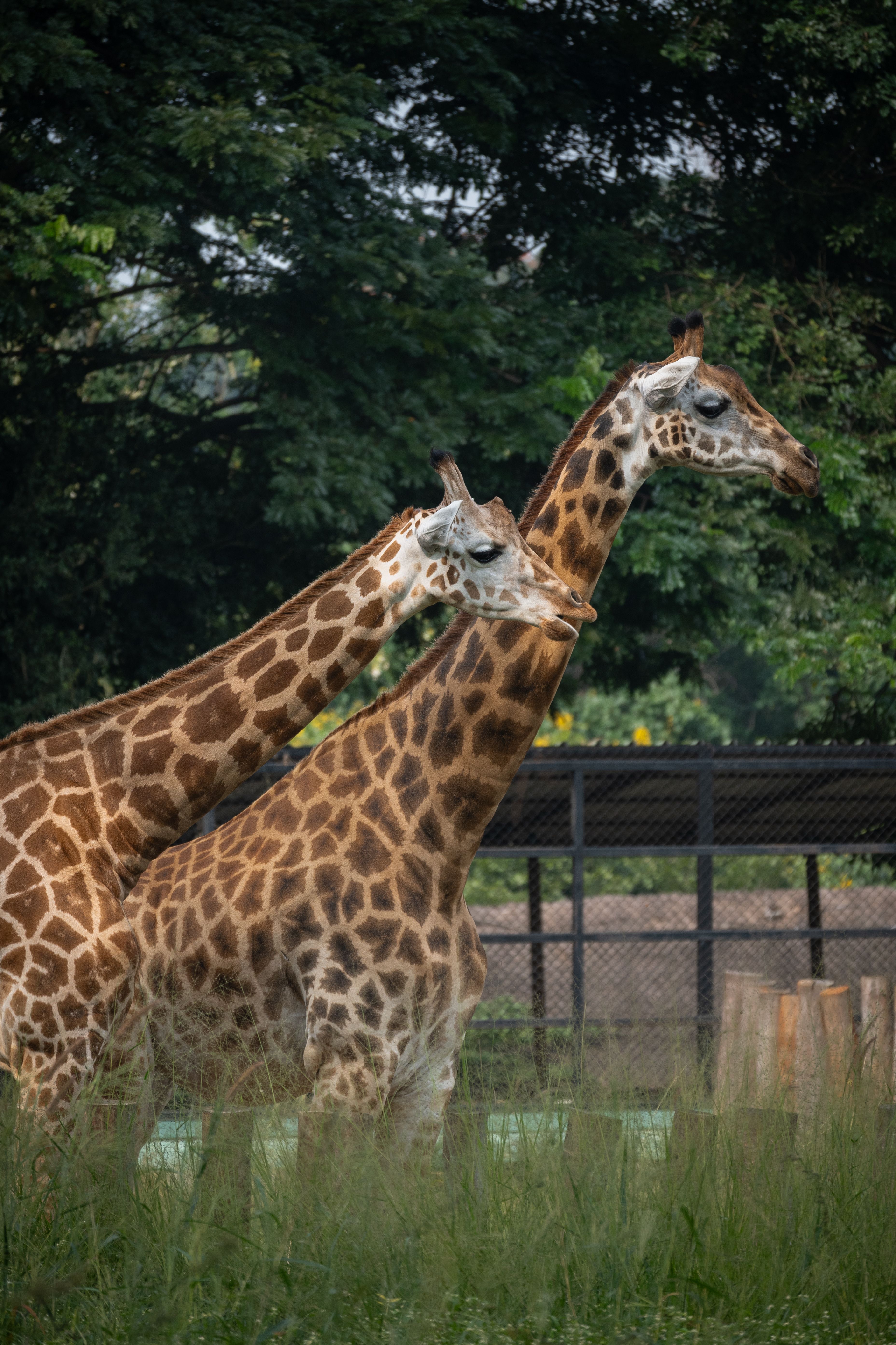 Close-up of Two Majestic Giraffes in Zoo Habitat · Free Stock Photo
