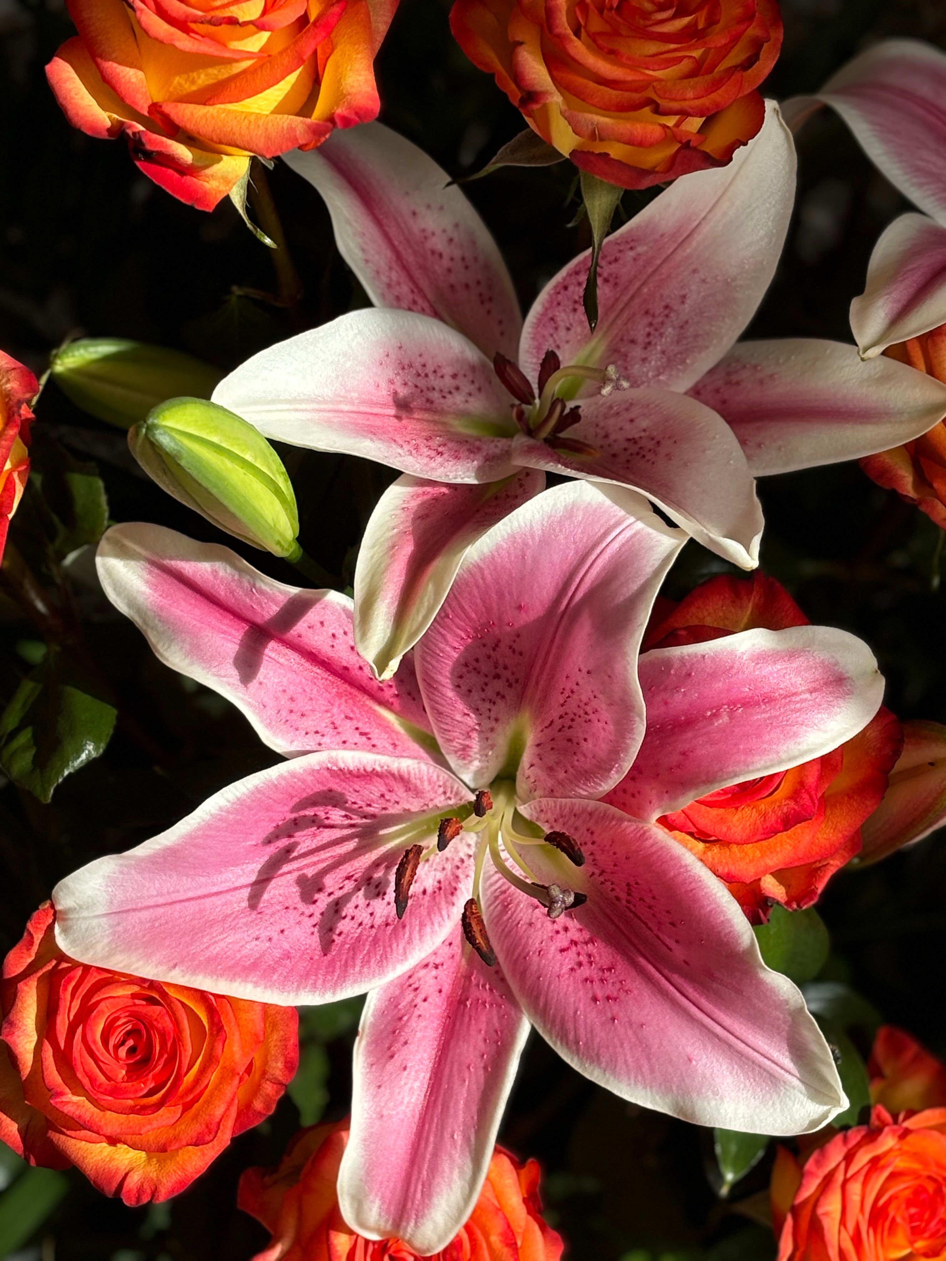 Vibrant Lilies and Roses Close-Up in Bloom · Free Stock Photo
