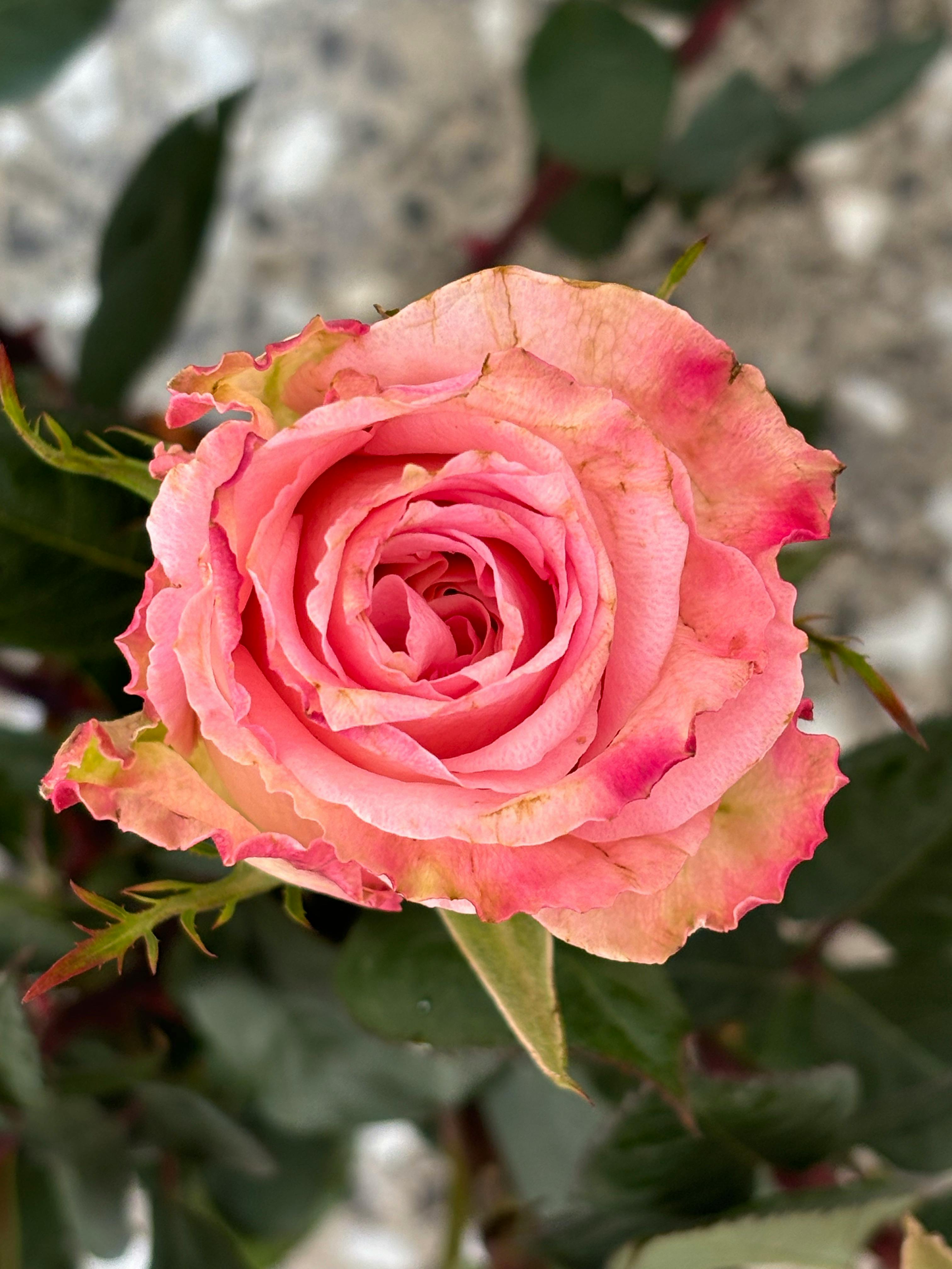 Close-up of a vibrant pink rose in bloom · Free Stock Photo