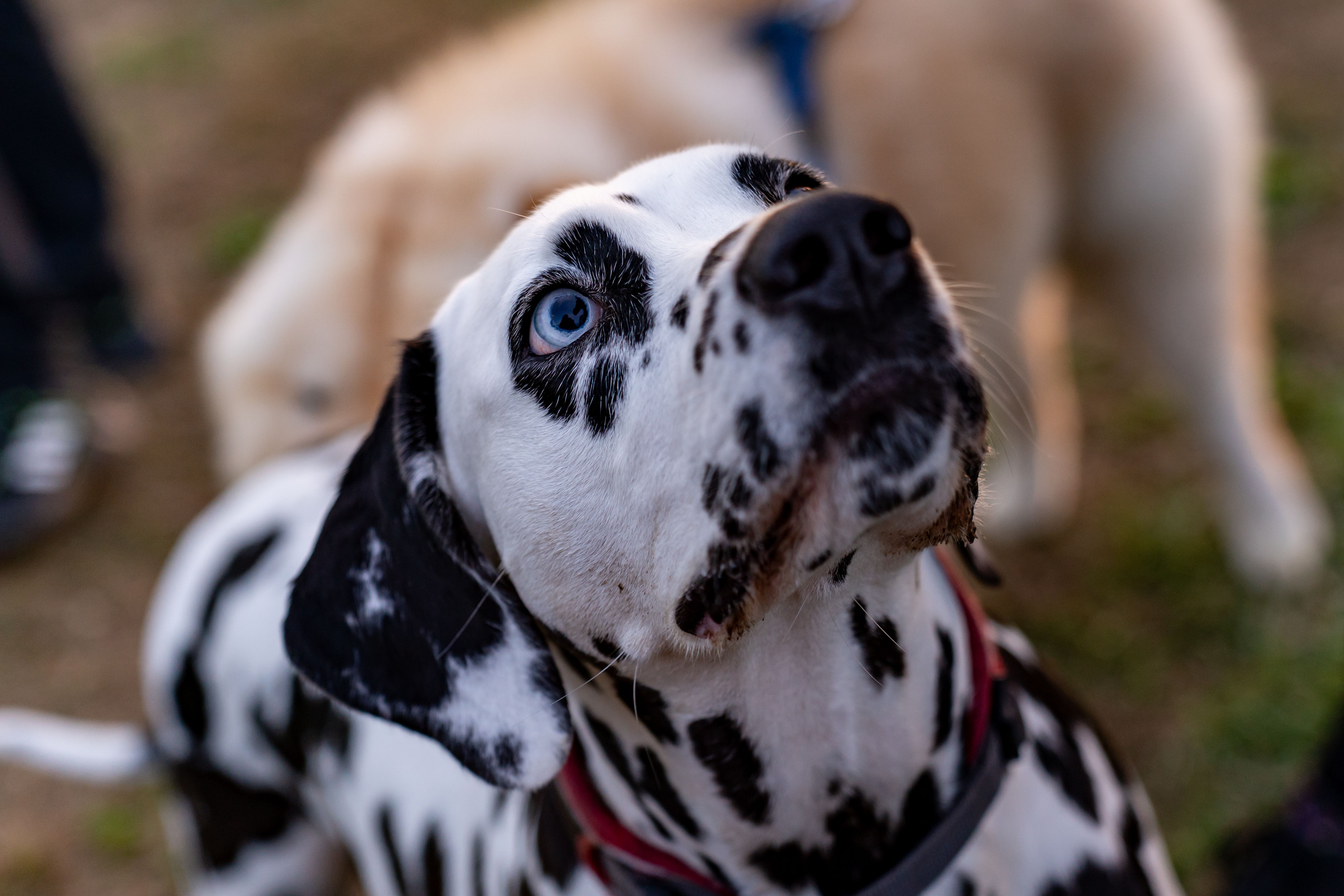 Close-up of a Dalmatian Dog Outdoors in Croatia · Free Stock Photo