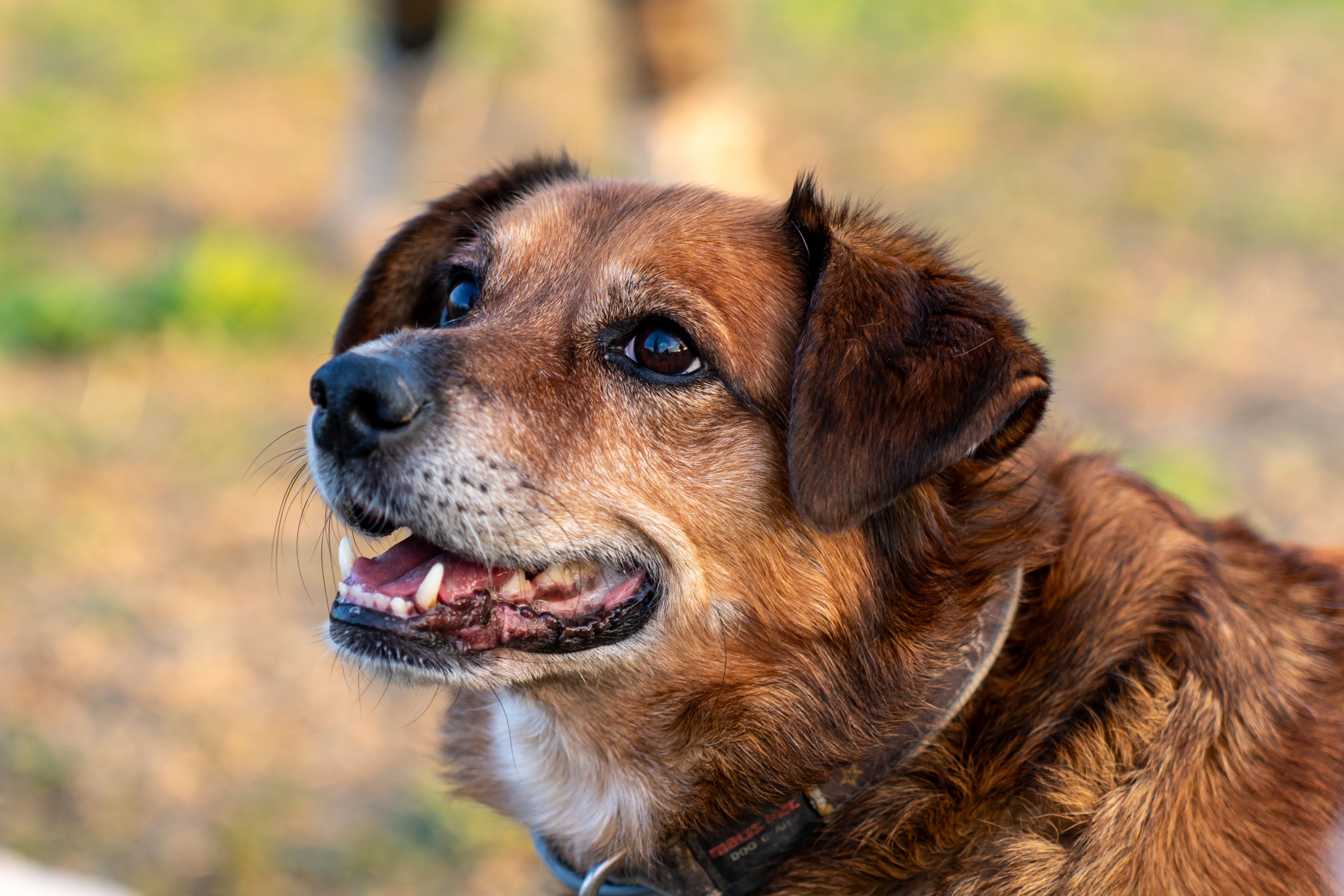 Close-Up of Smiling Dog Outdoors · Free Stock Photo