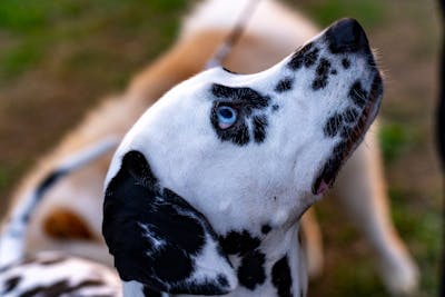 What Kind of Dog Is Blue from Blue's Clues? Explained