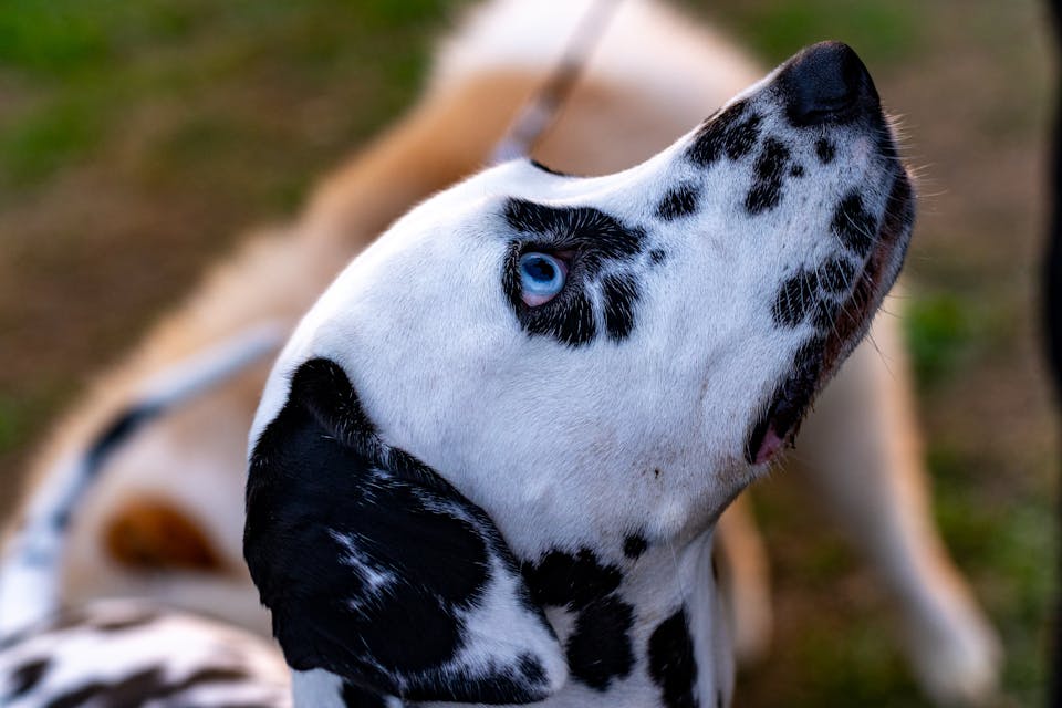 What Kind of Dog Is Blue from Blue's Clues? Explained