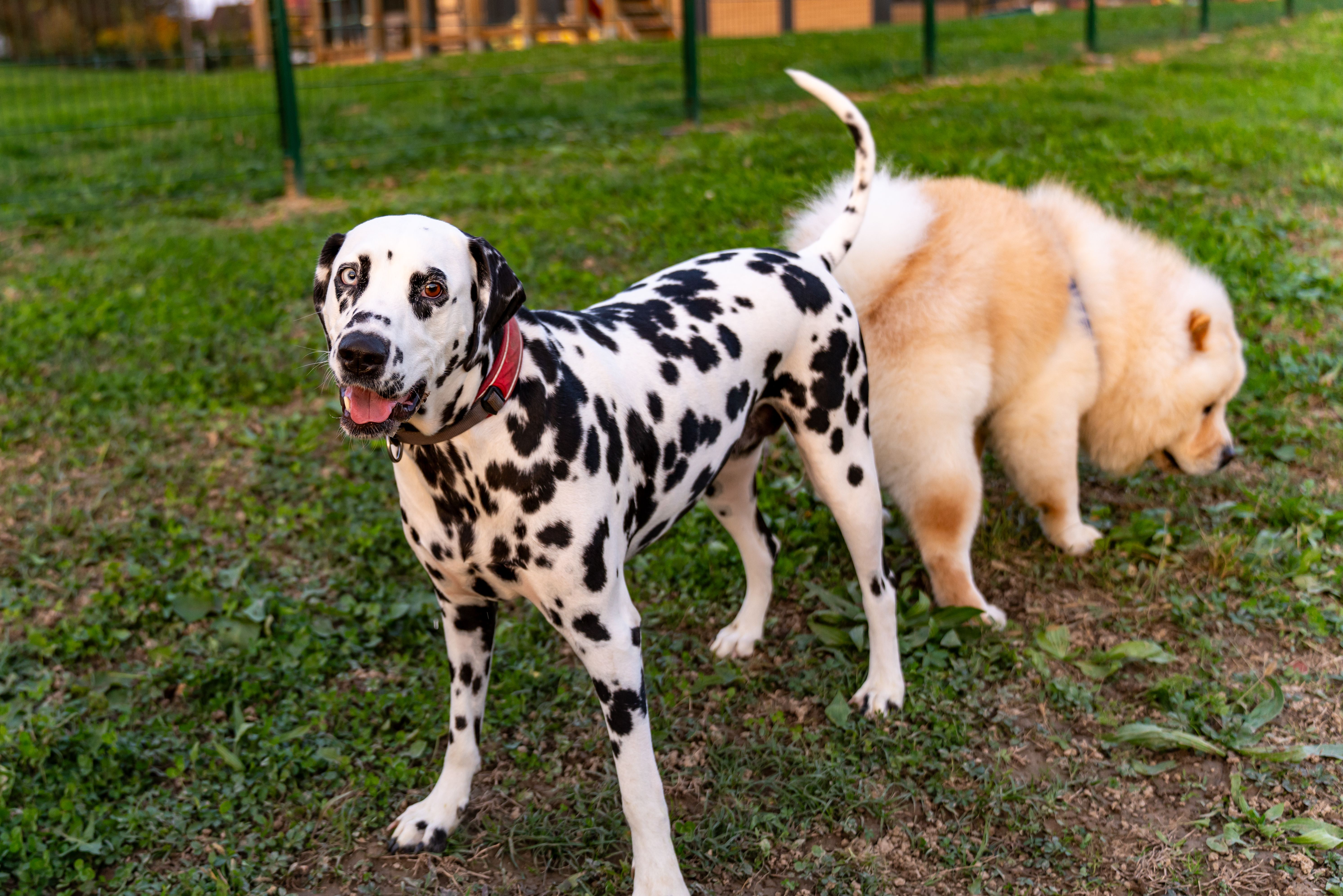 Chow Dalmatian Photos, Download The BEST Free Chow Dalmatian Stock ...