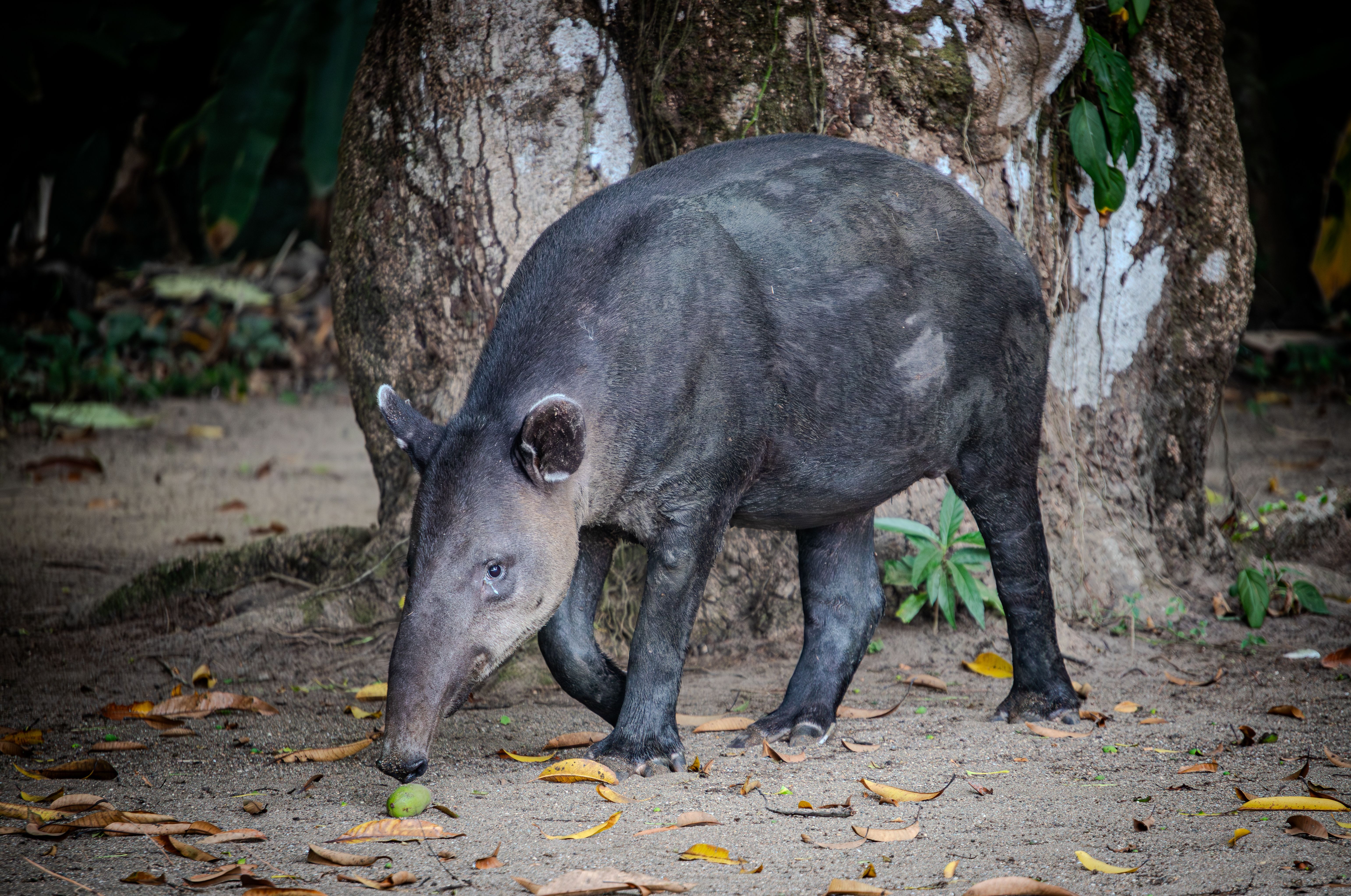 Baird's Tapir in Costa Rican Rainforest · Free Stock Photo